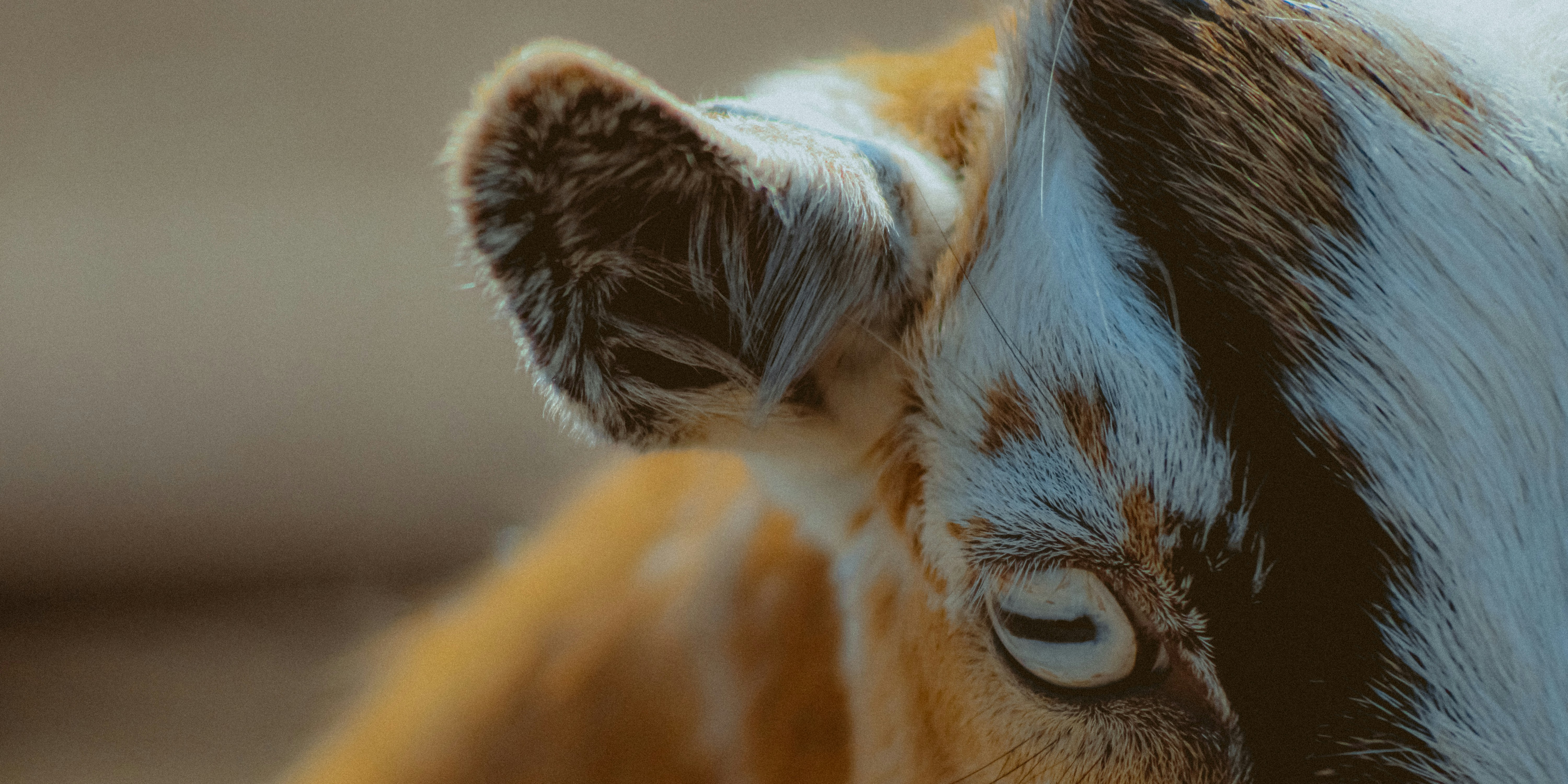 Whispers of the Pasture: A Cow's Gaze