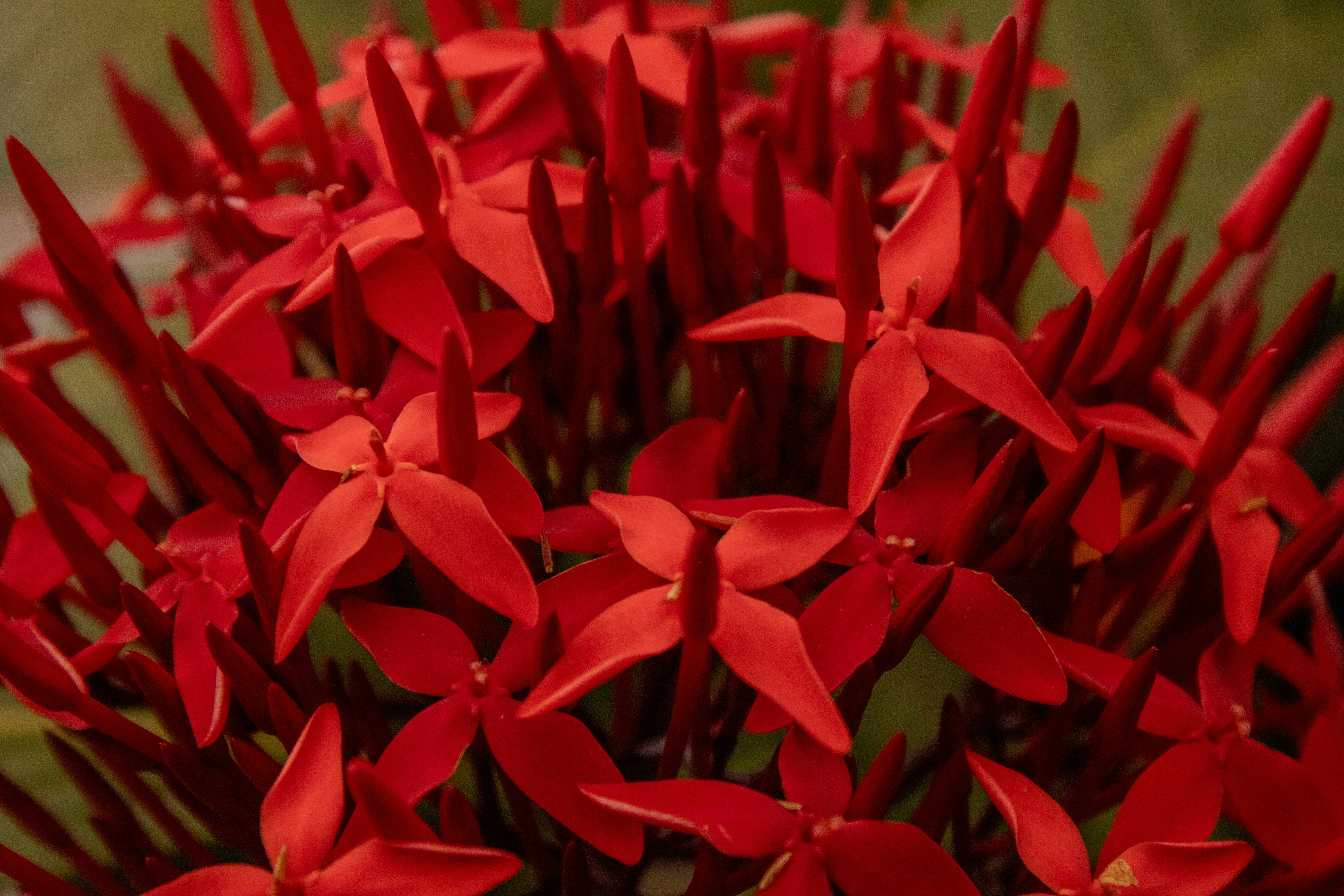 Crimson Blossom Harmony
