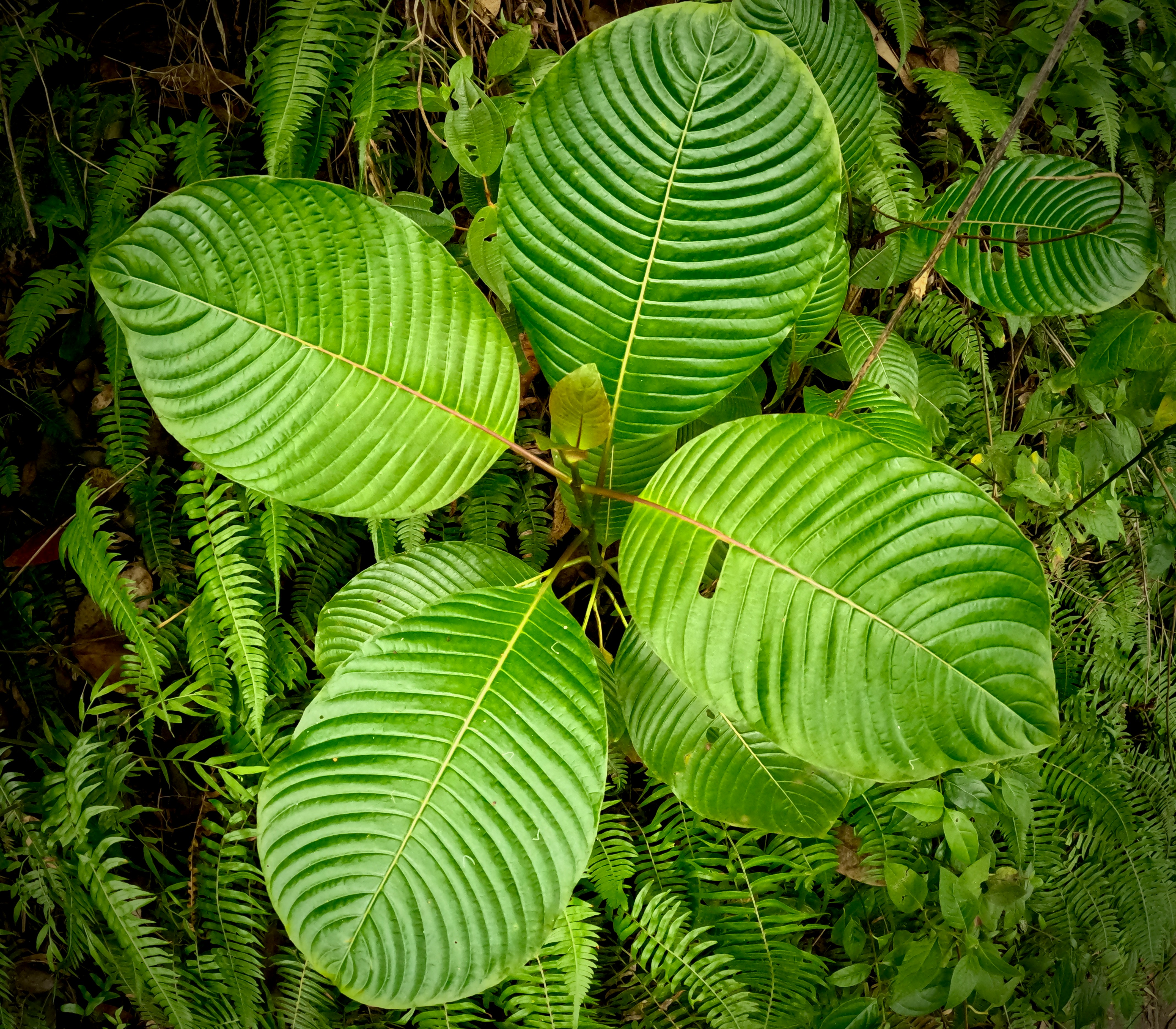 The Divine Details: A Close Encounter with El Ávila