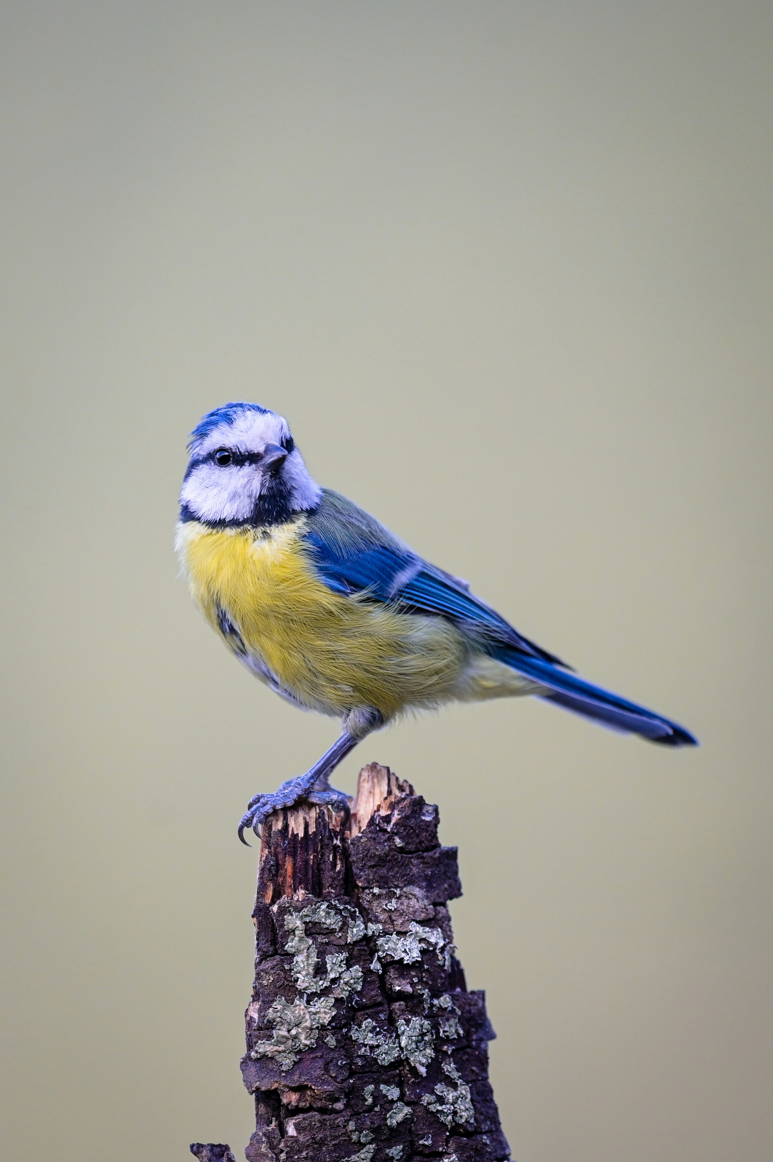 Blue tit on a branch | A blue tit perched on a weathered wooden post.