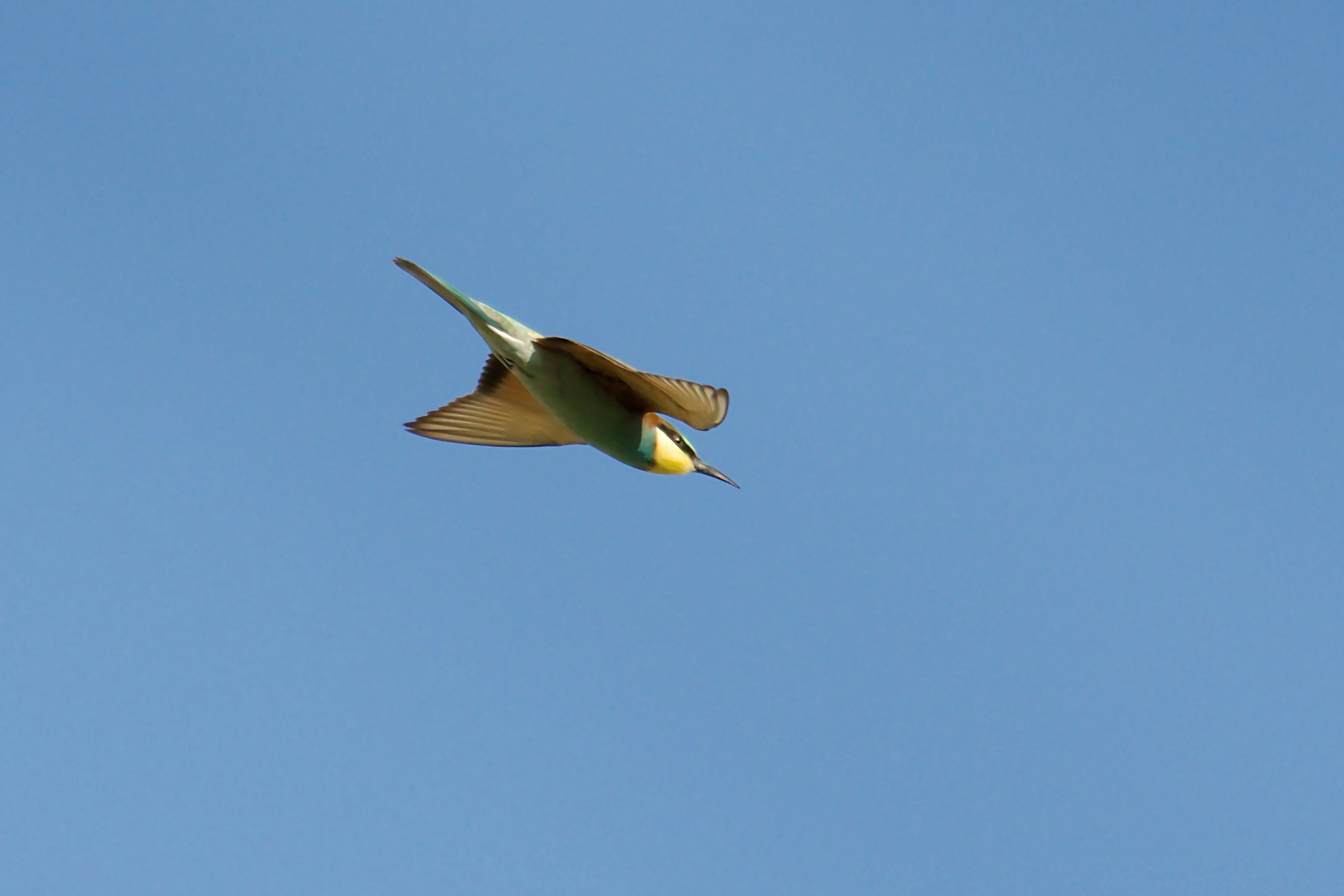 Aerial Acrobat: The Graceful Flight of a Bee-Eater