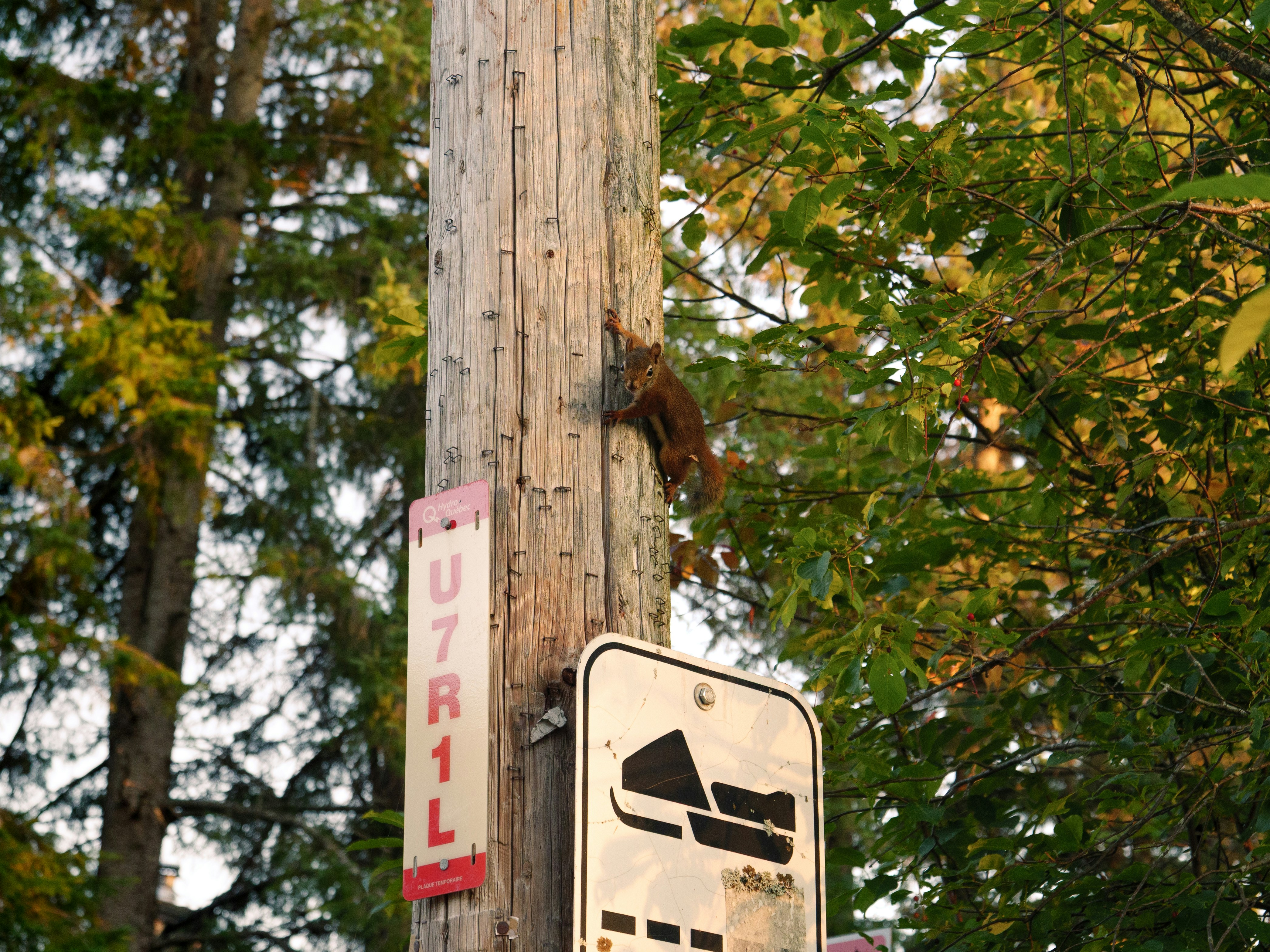 Squirrel's Ascent: Nature Meets Urban Signage