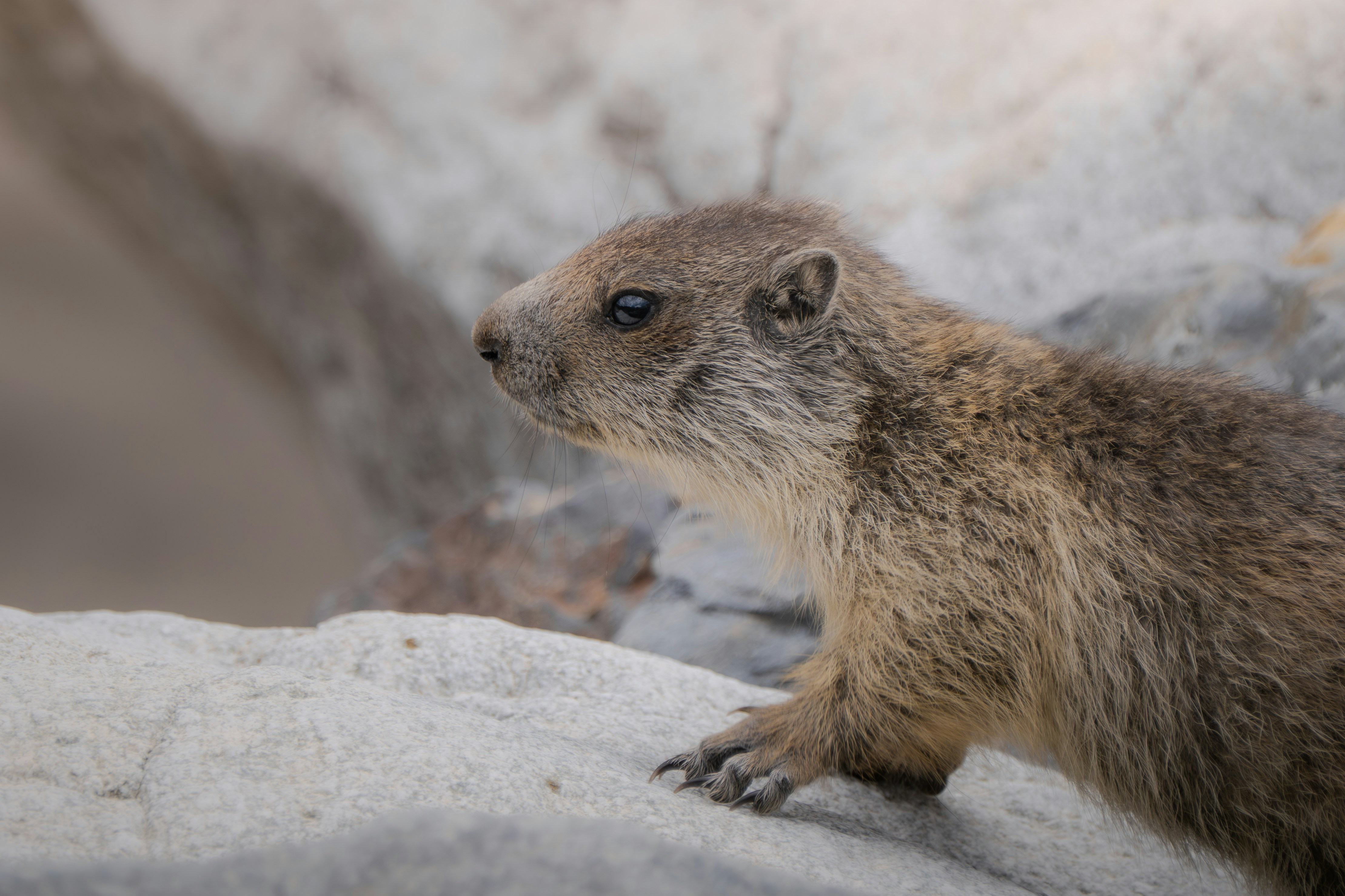 Baby marmot | A small marmot sits on a rock.