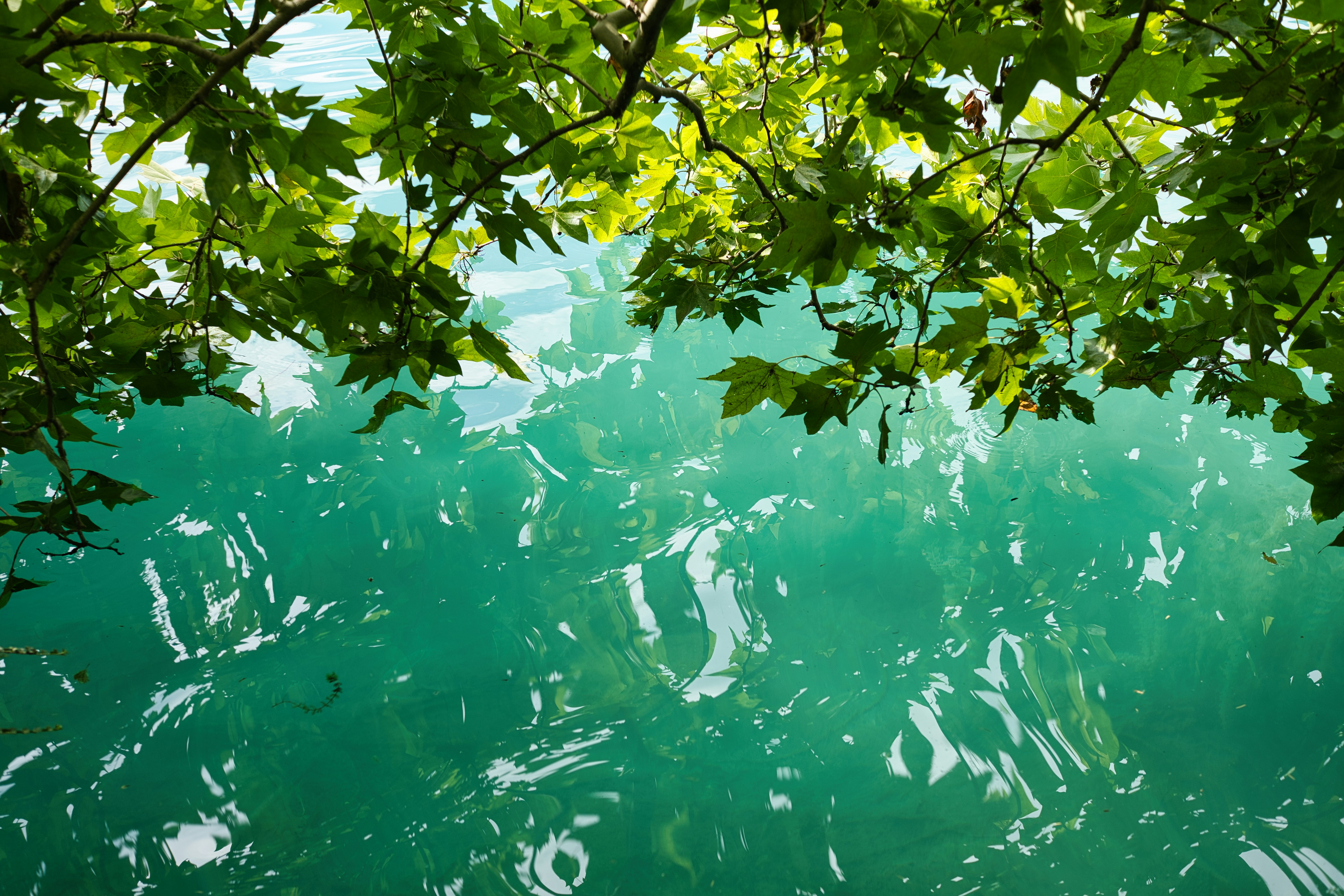 Emerald Fold: Dappled Leaves Over a Teal Lake
