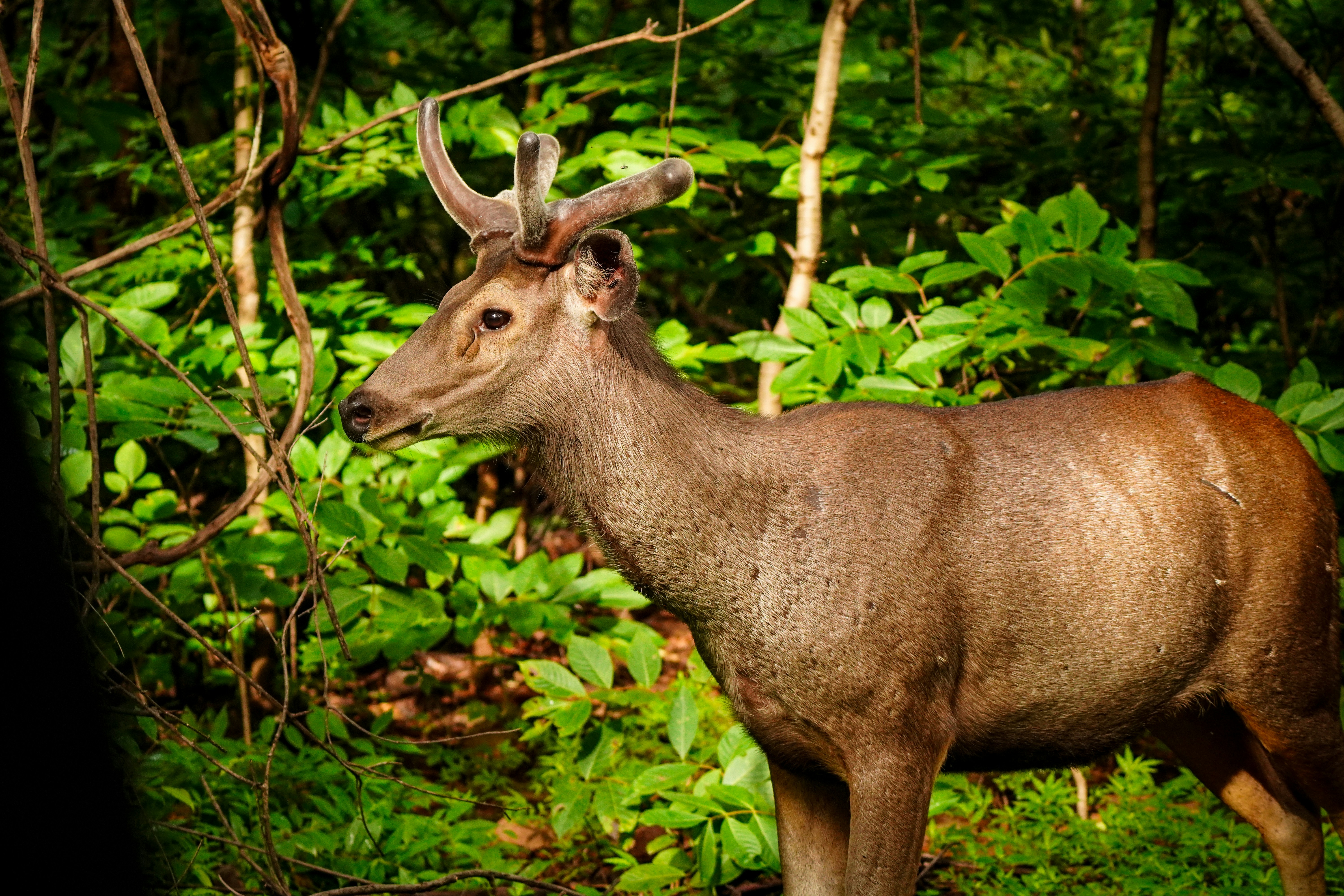 A deer with antlers stands in a lush forest.