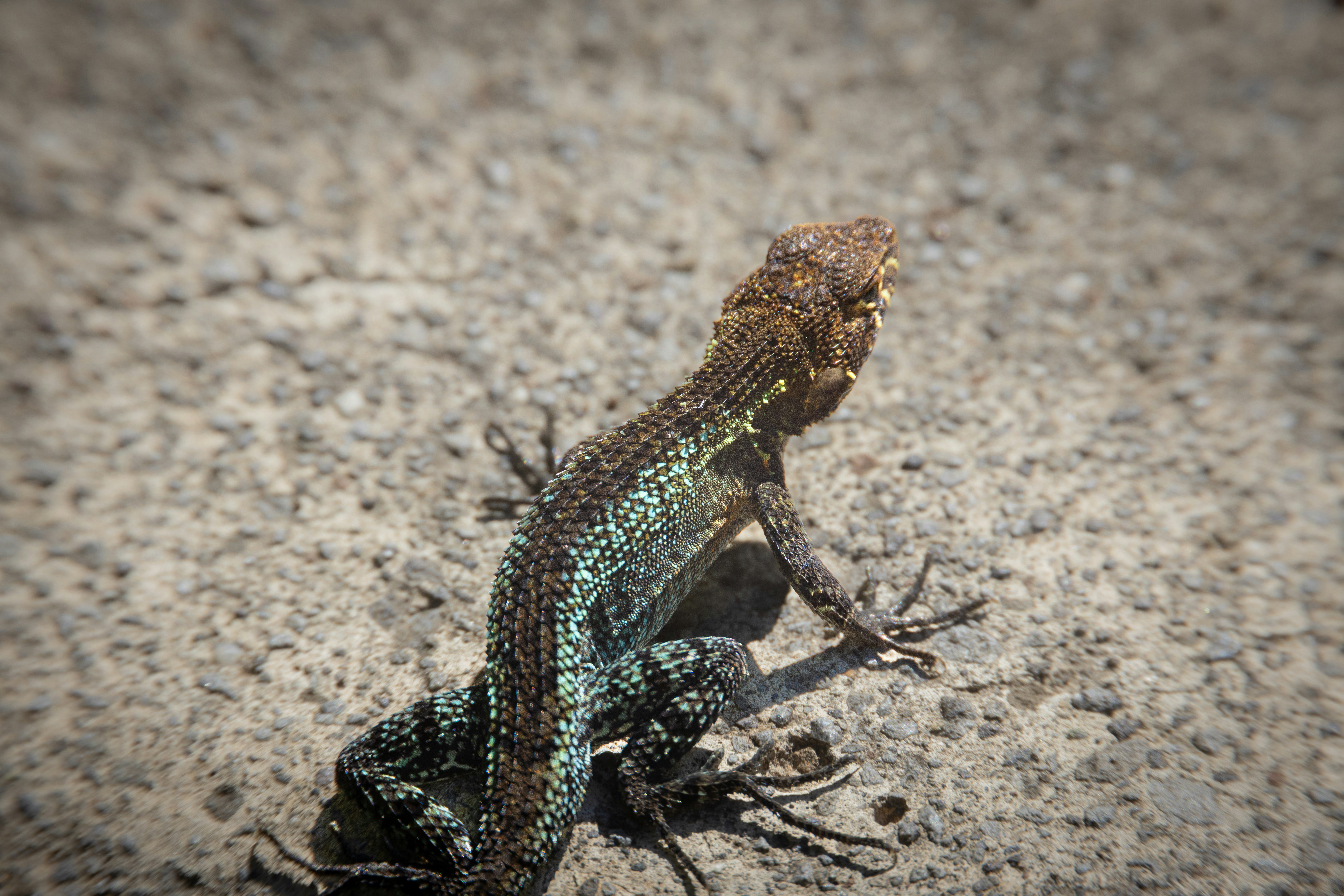 The Colorful Sentinel: A Lizard's Stroll