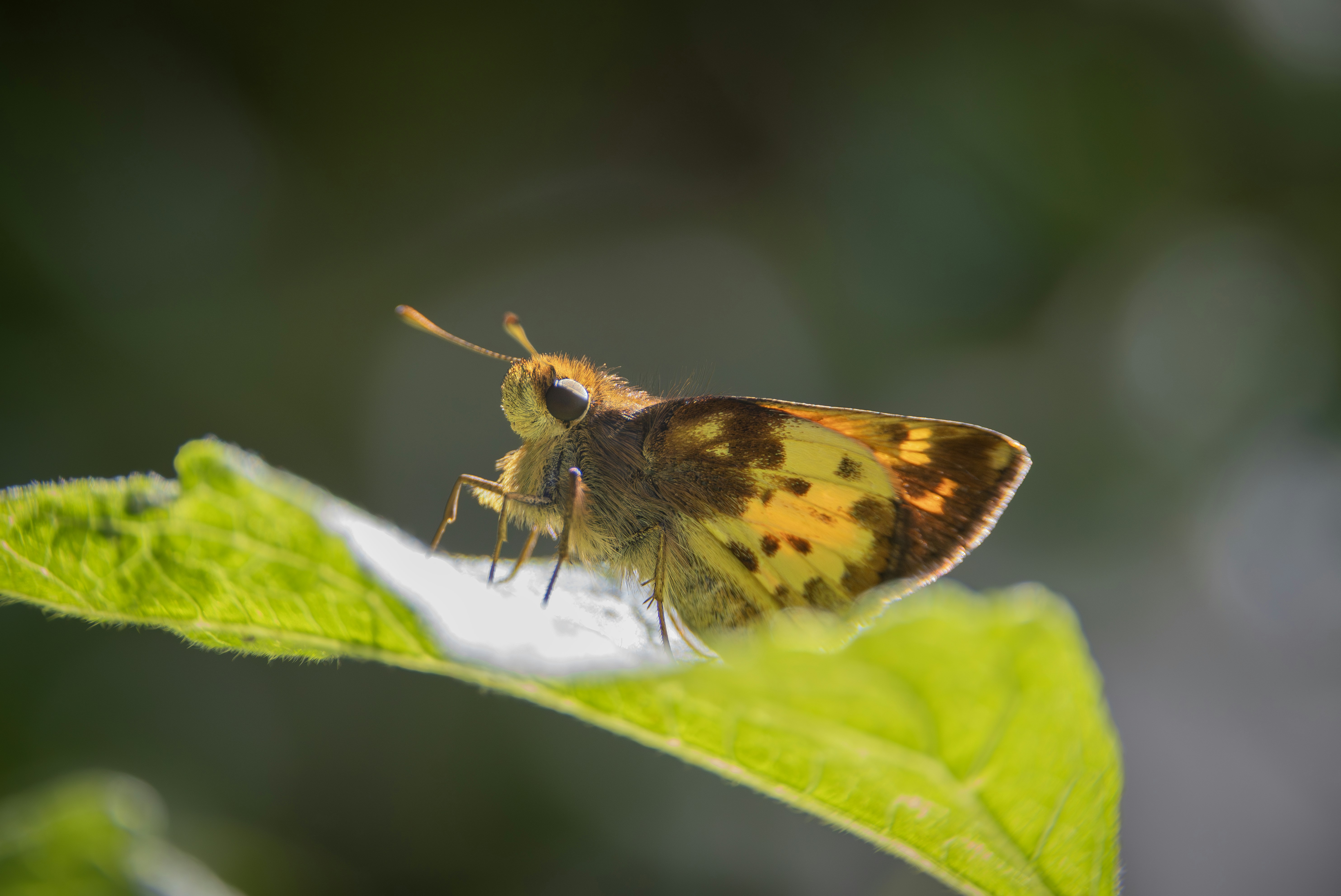 A small butterfly with yellow and brown markings rests on a leaf.