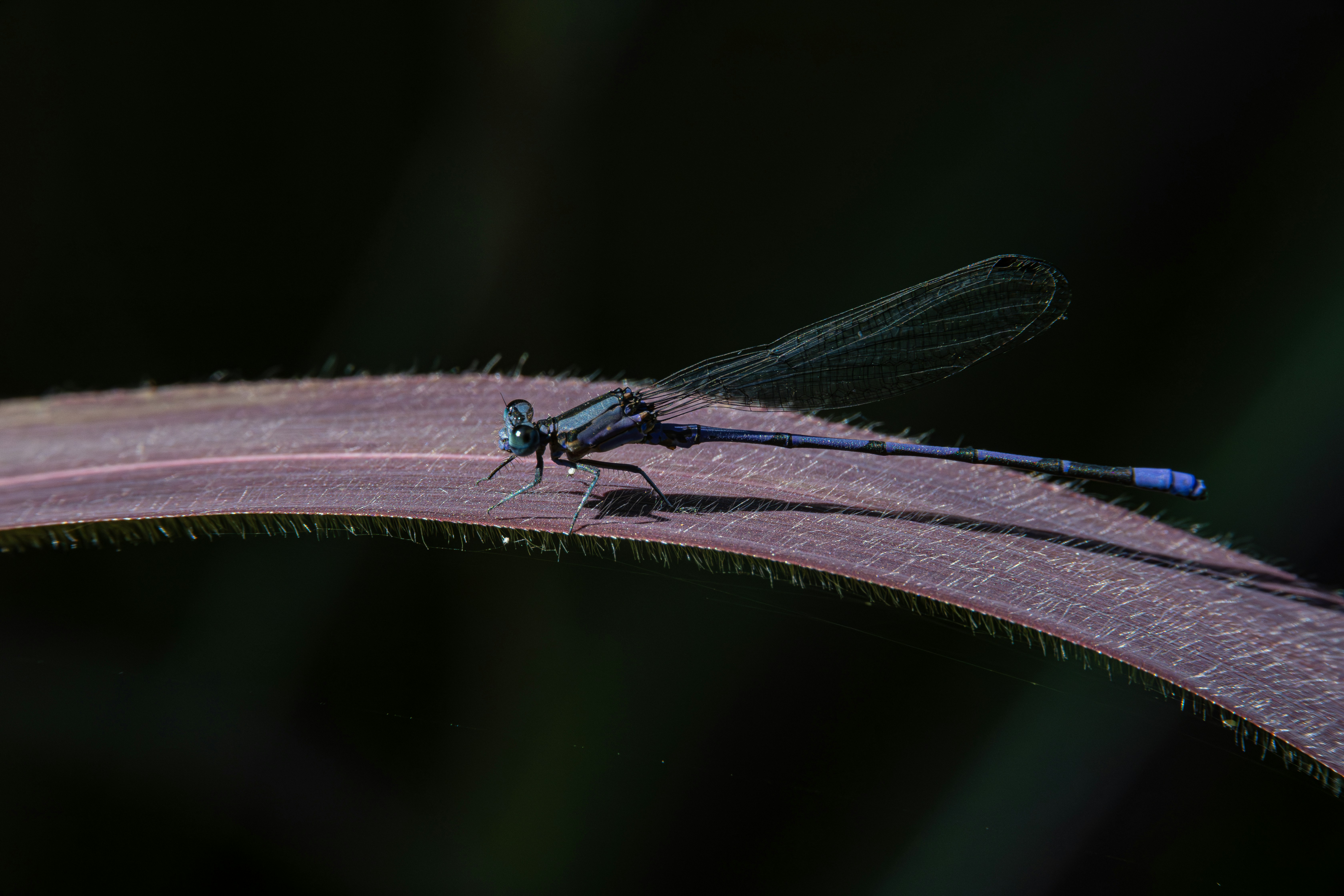 A Delicate Balance: The Dragonfly's Perch