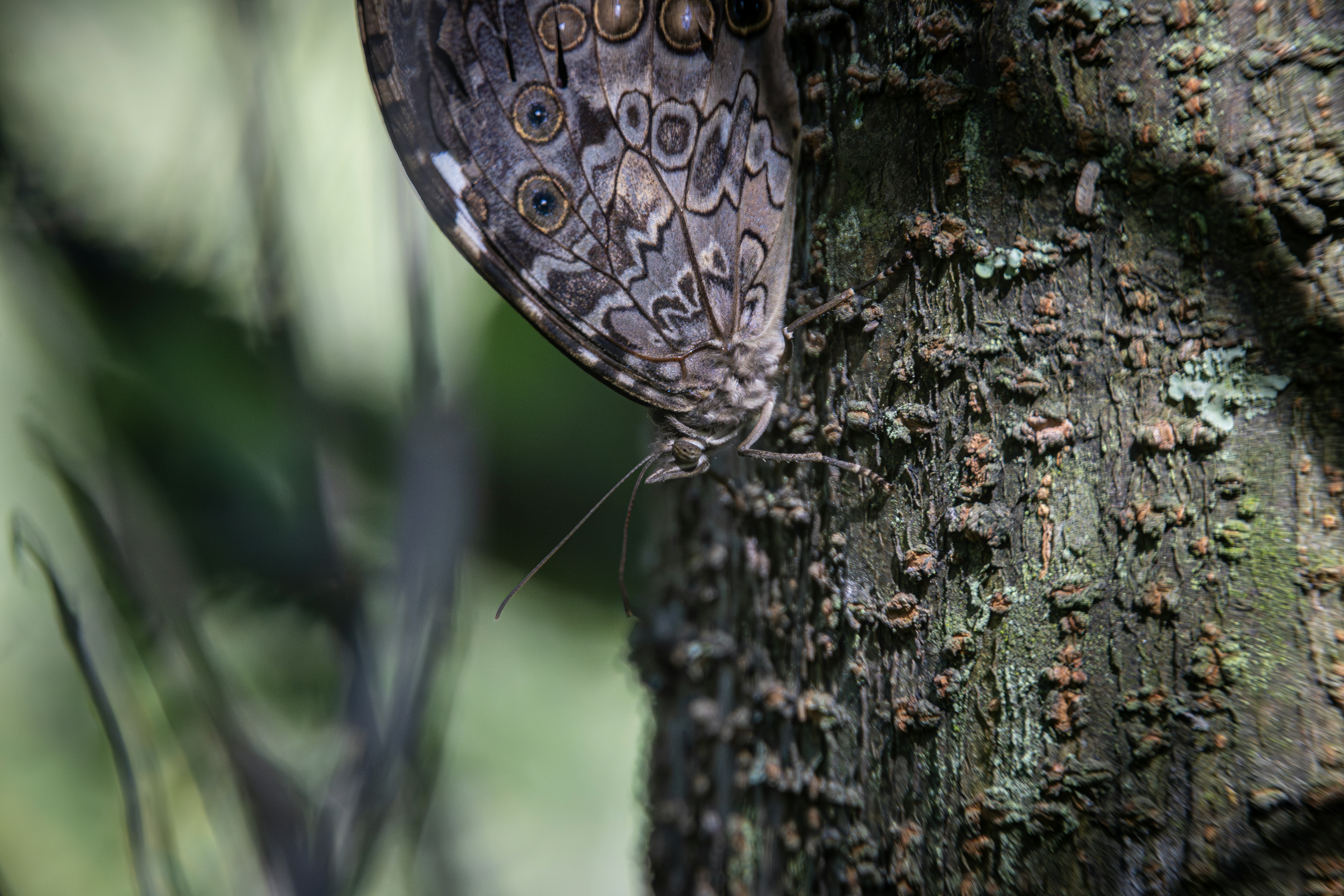 Close-up of a butterfly resting against a textured tree trunk, showcasing its detailed wing patterns and natural camouflage.
