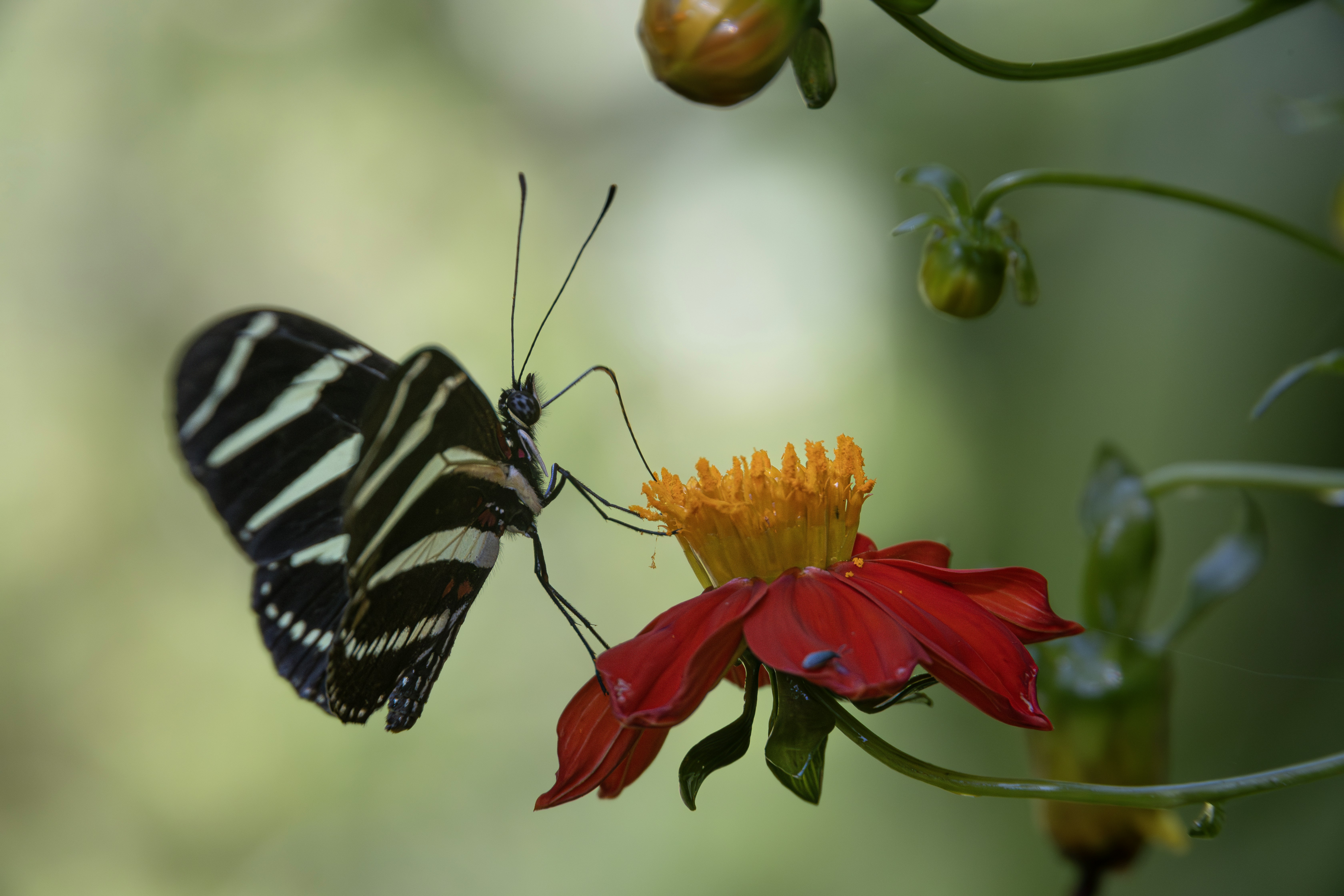 Zebra longwing butterfly feeding on a red flower.
