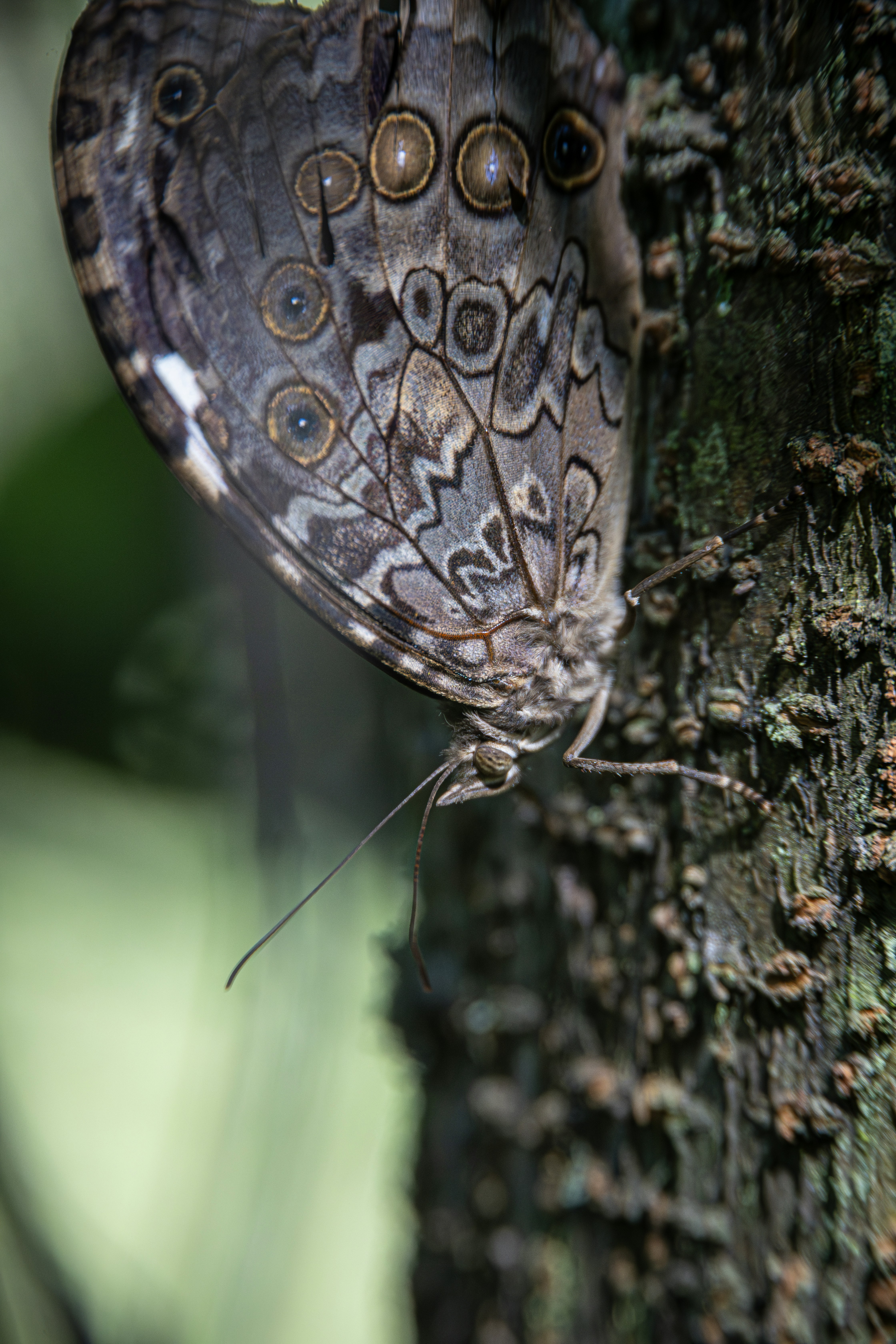 A patterned butterfly rests on a textured tree trunk.