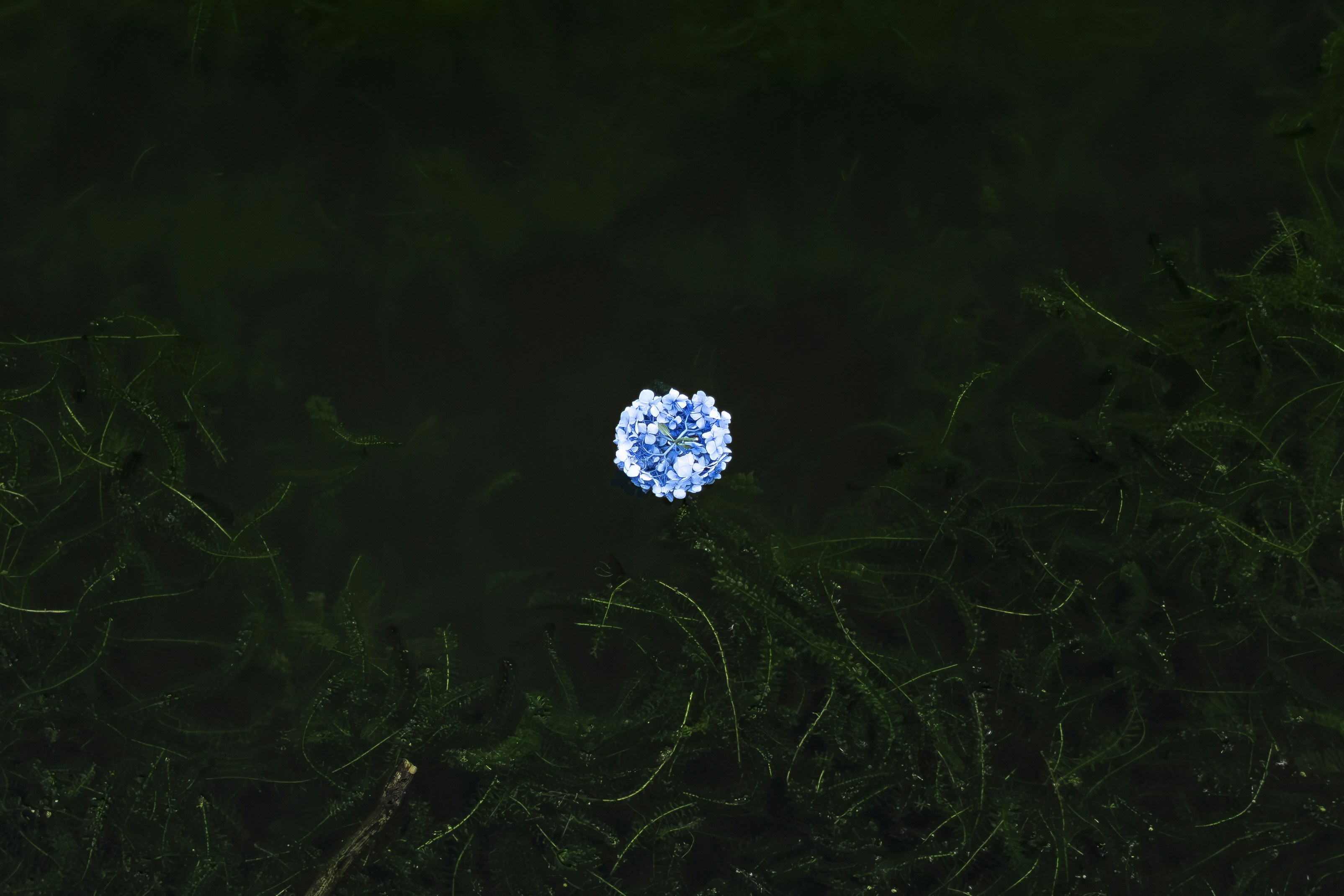 Luminous Bloom Amidst Shadows