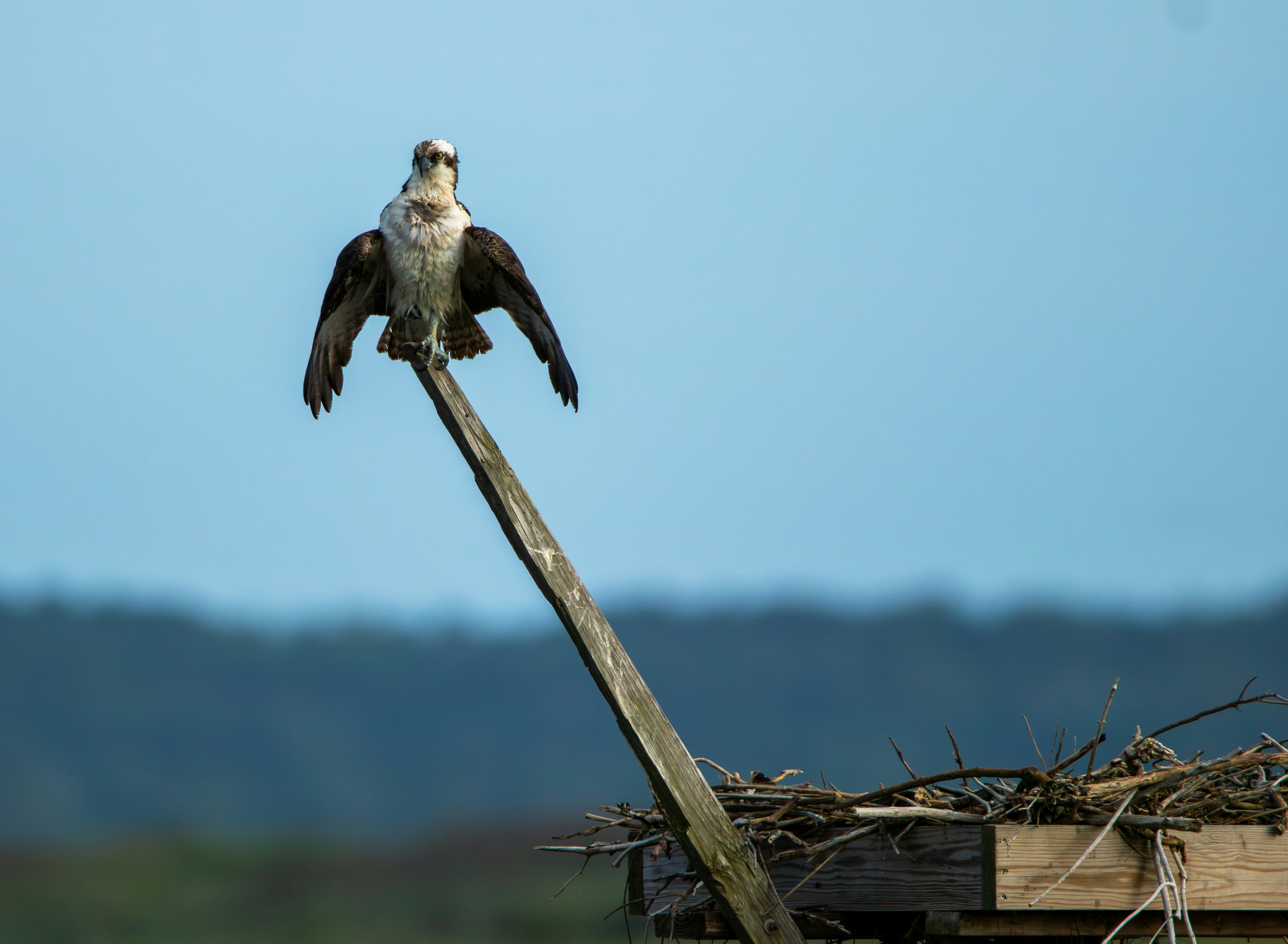 Apex Sentinel: The Osprey's Watch