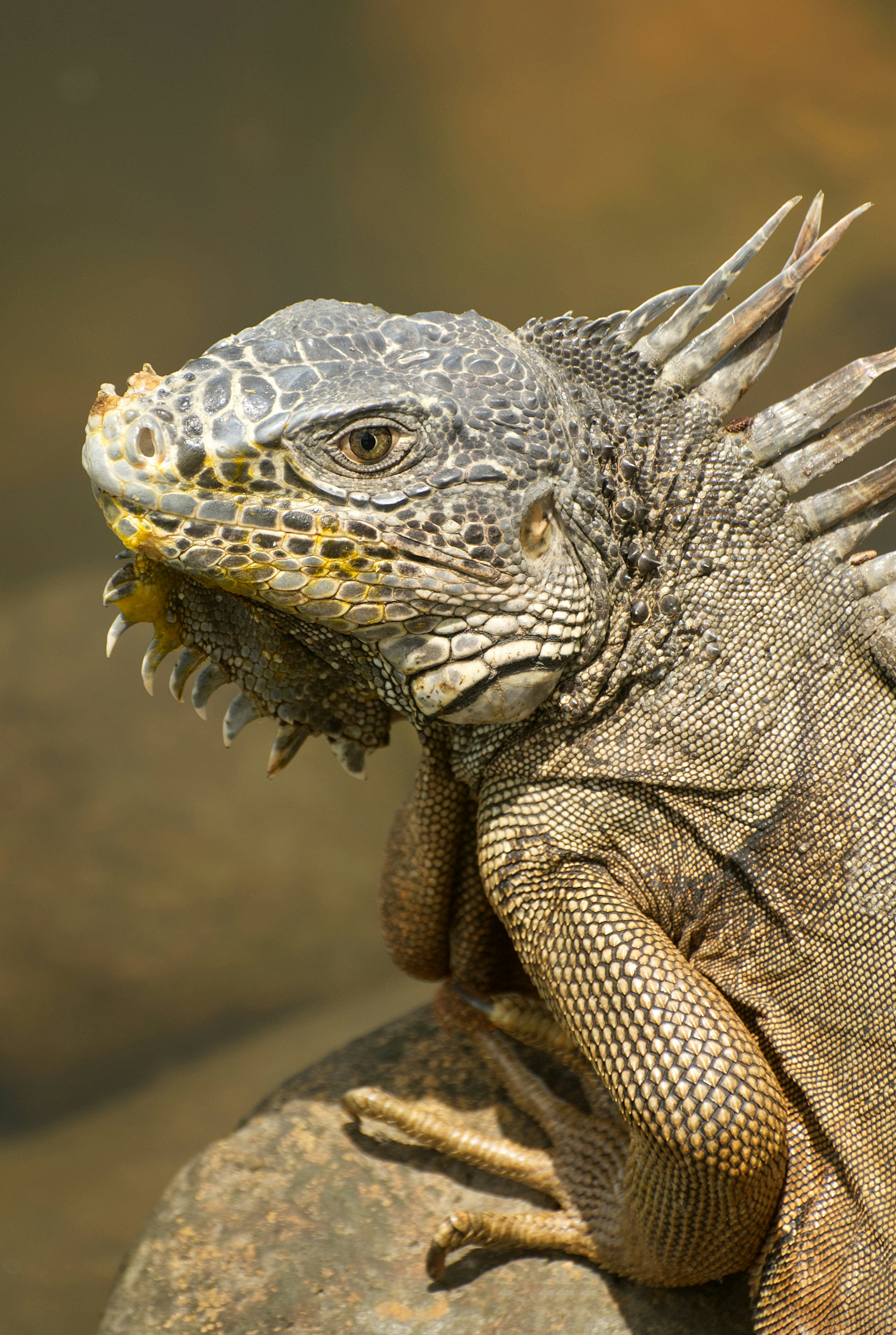Upper body shot of an iguana | A close-up of a green iguana resting on a rock.