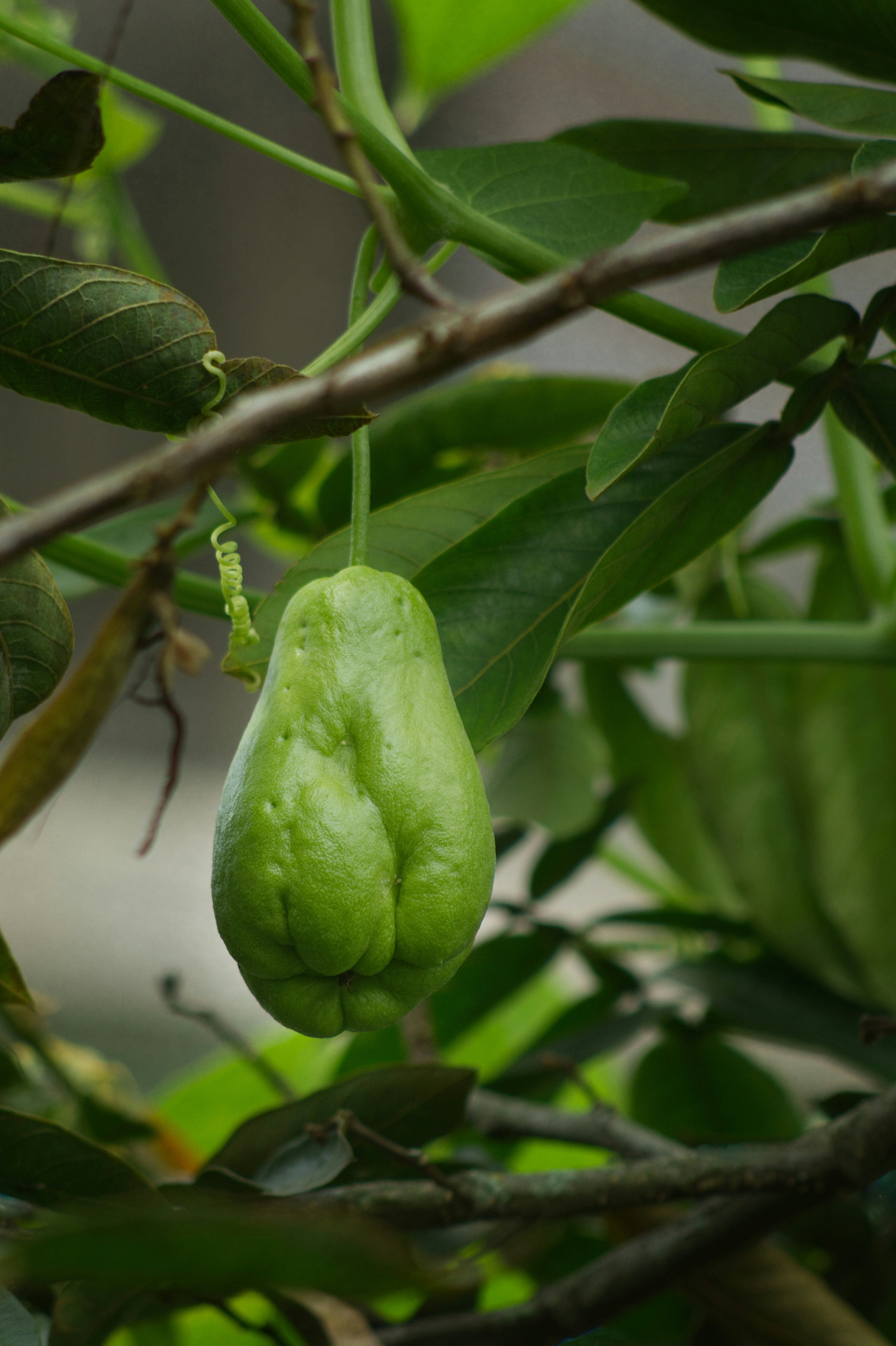 Single chayote fruit hanging from plant | A single green chayote squash hanging from a vine.