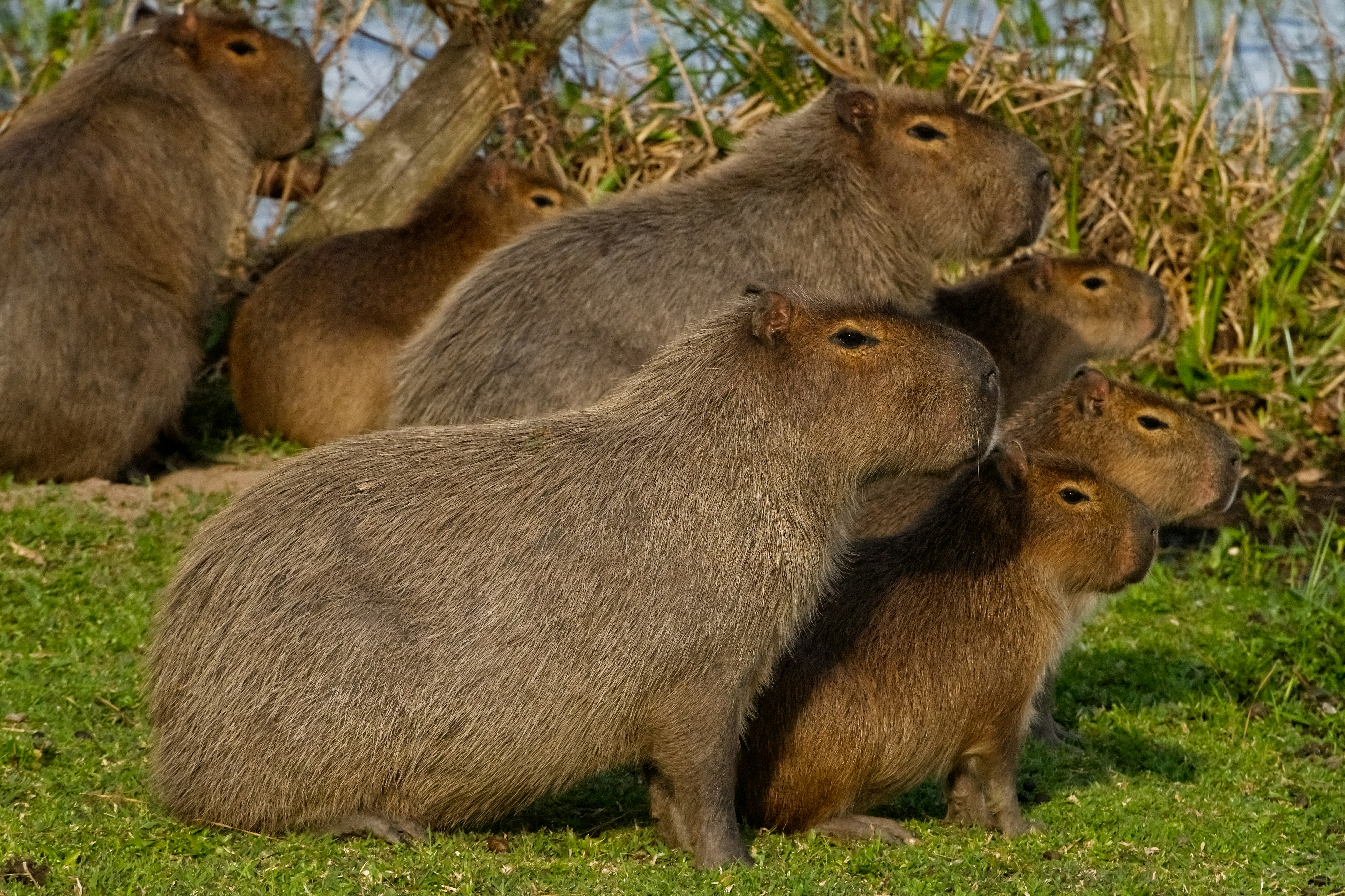 A group of capybaras gathered on grassy riverbank.