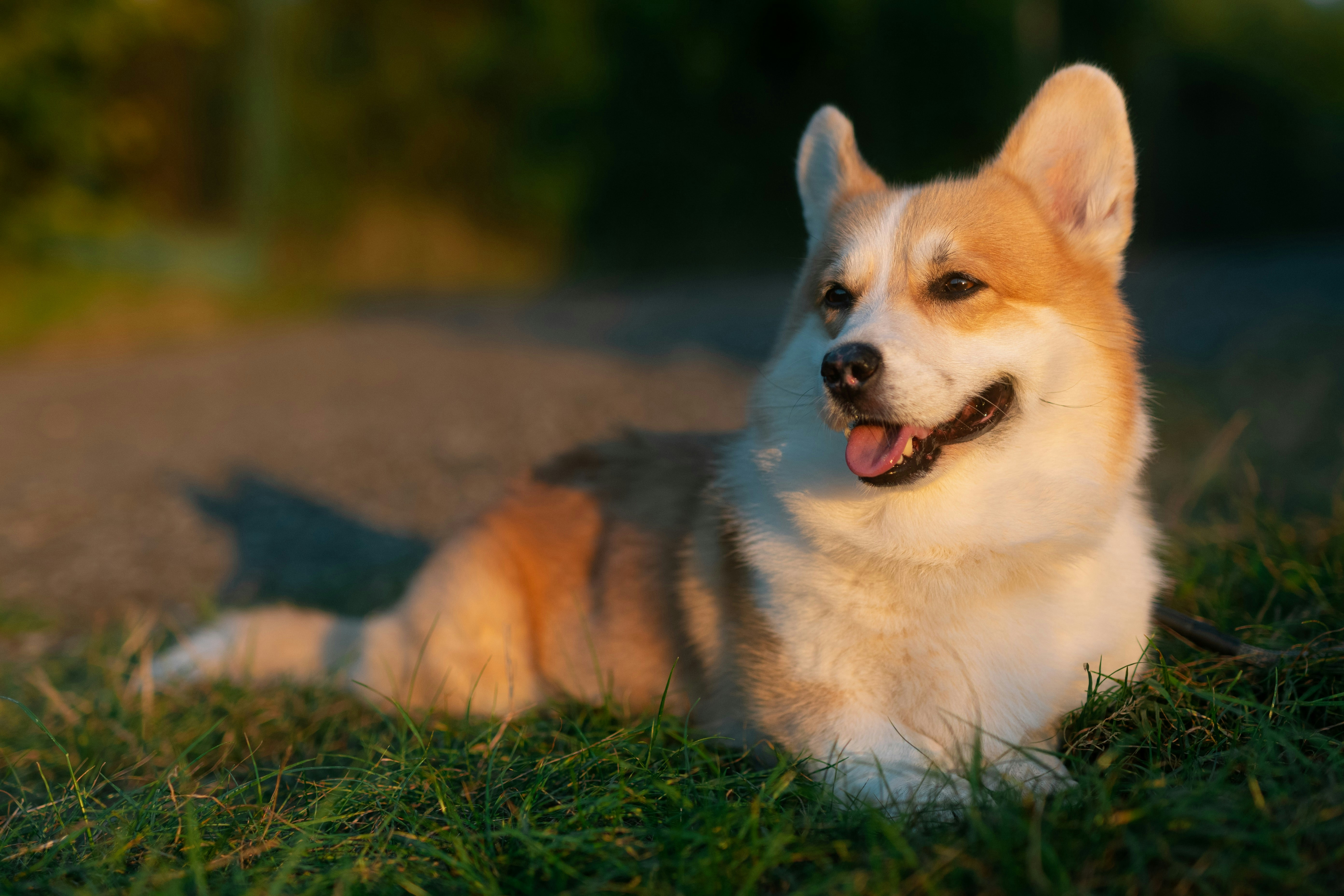 A pembroke welsh corgi lies on grass at sunset.