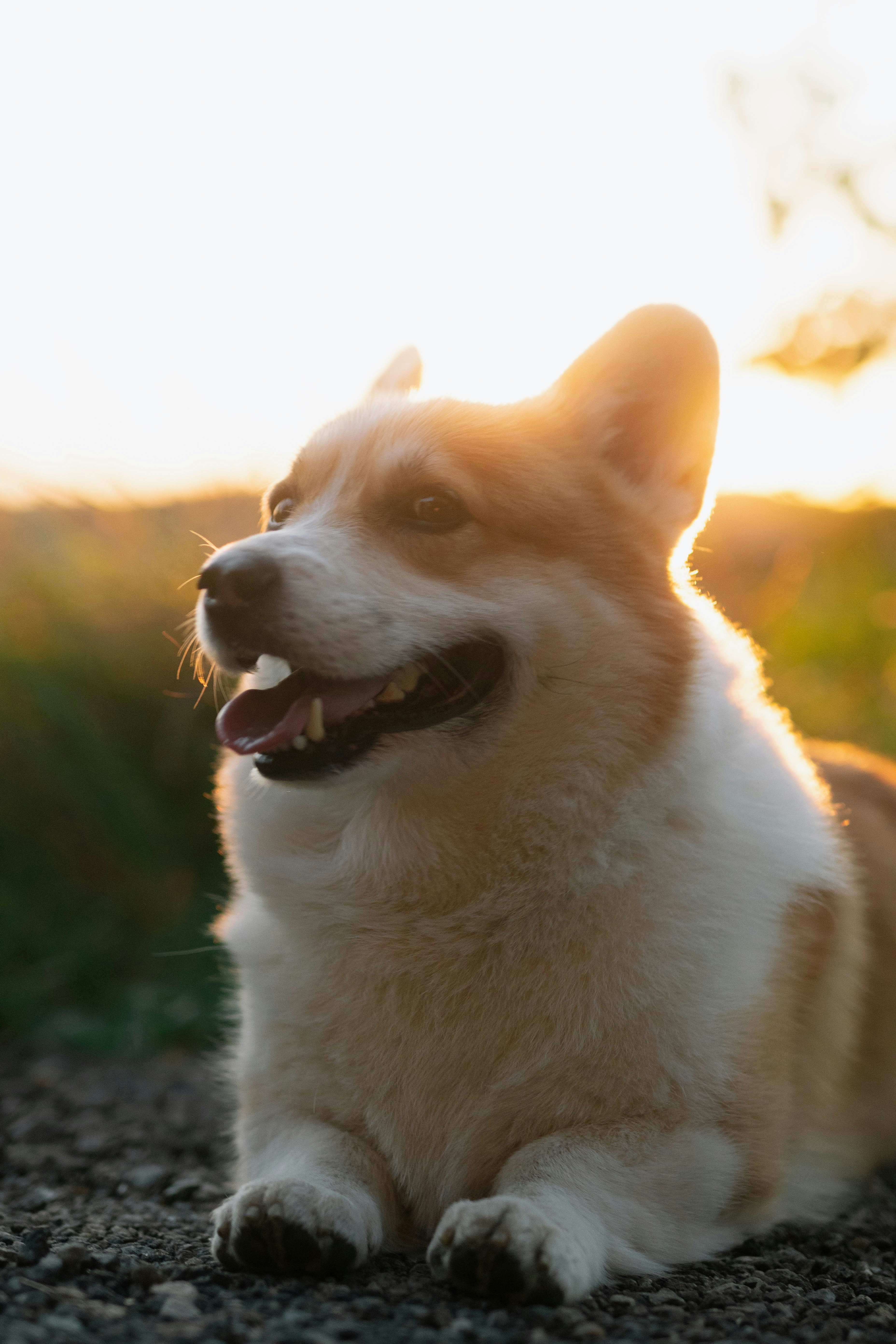 A happy corgi dog outdoors at sunset photo – Free Animal Image on Unsplash