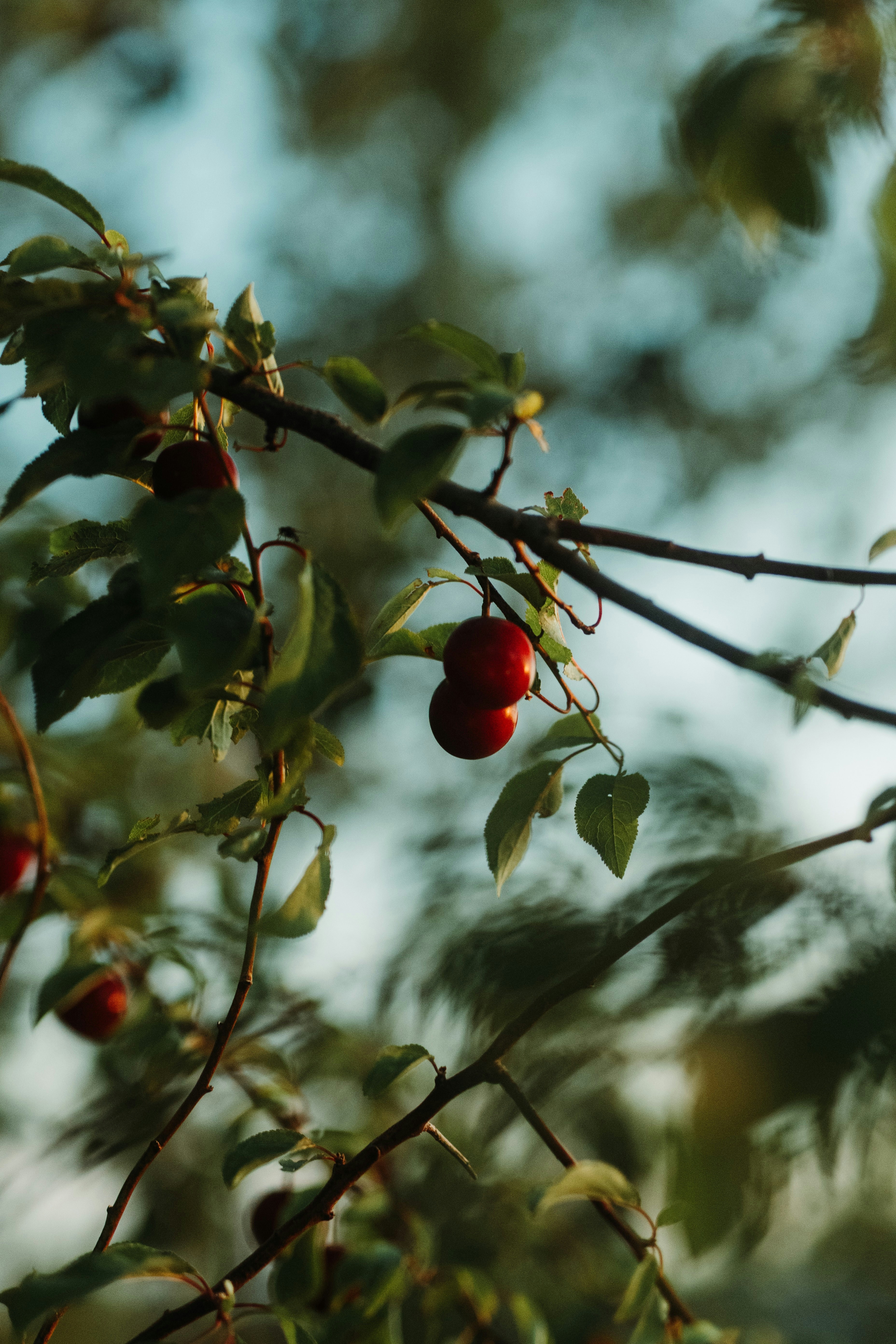 Red berries ripen on a leafy branch.