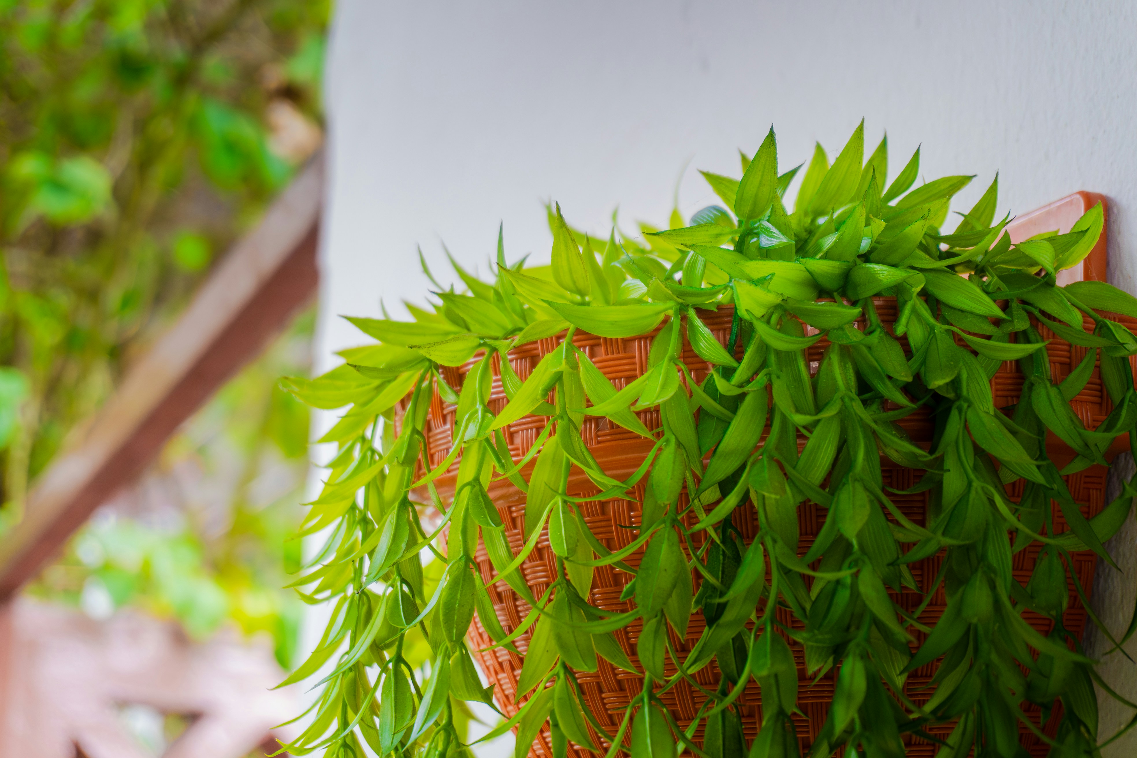 Hanging plant with green cascading leaves in a basket.