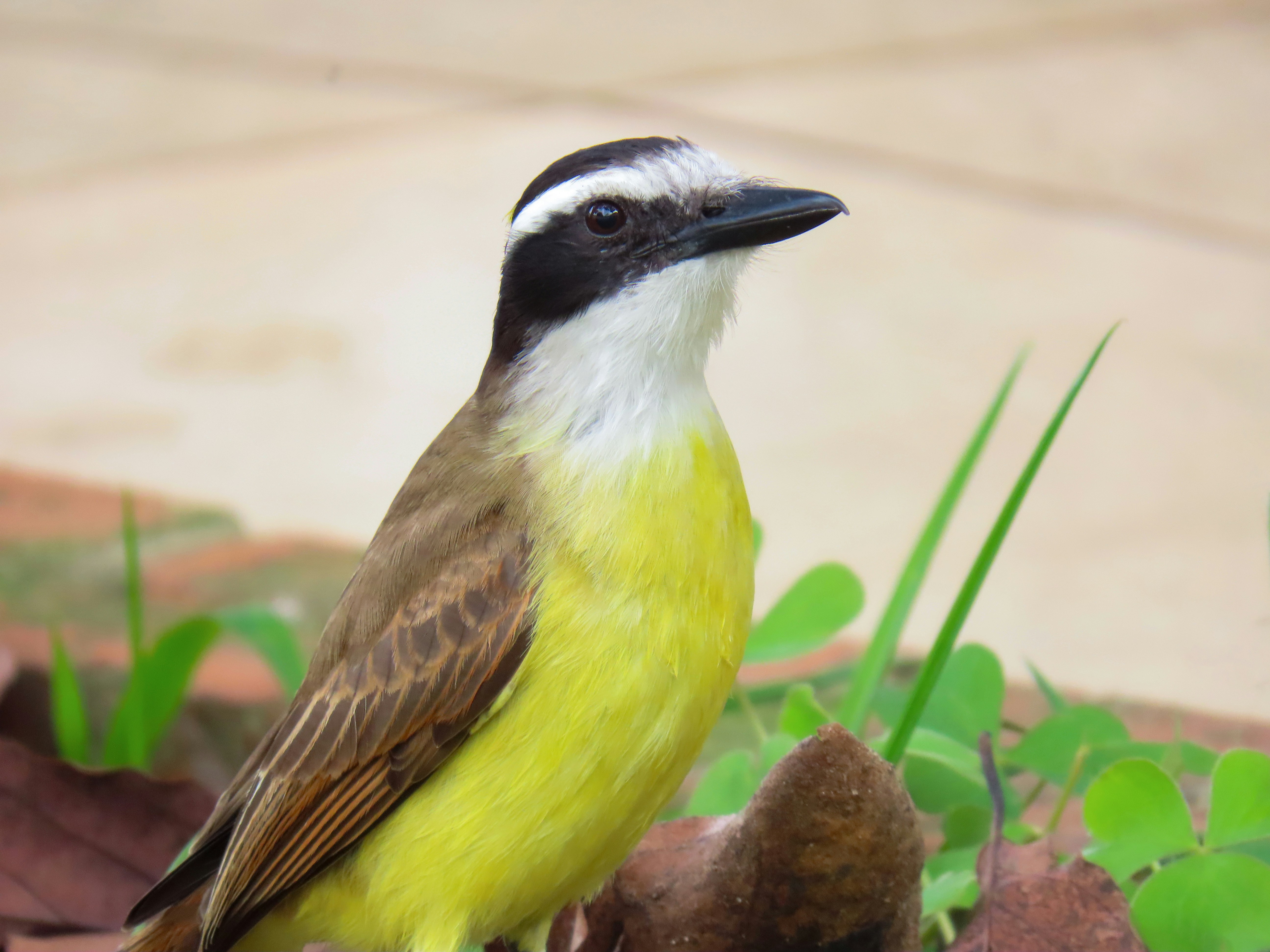 Bem-te-vi/Great Kiskadee (Pitangus sulphuratus) | Great kiskadee bird with yellow breast and black mask.