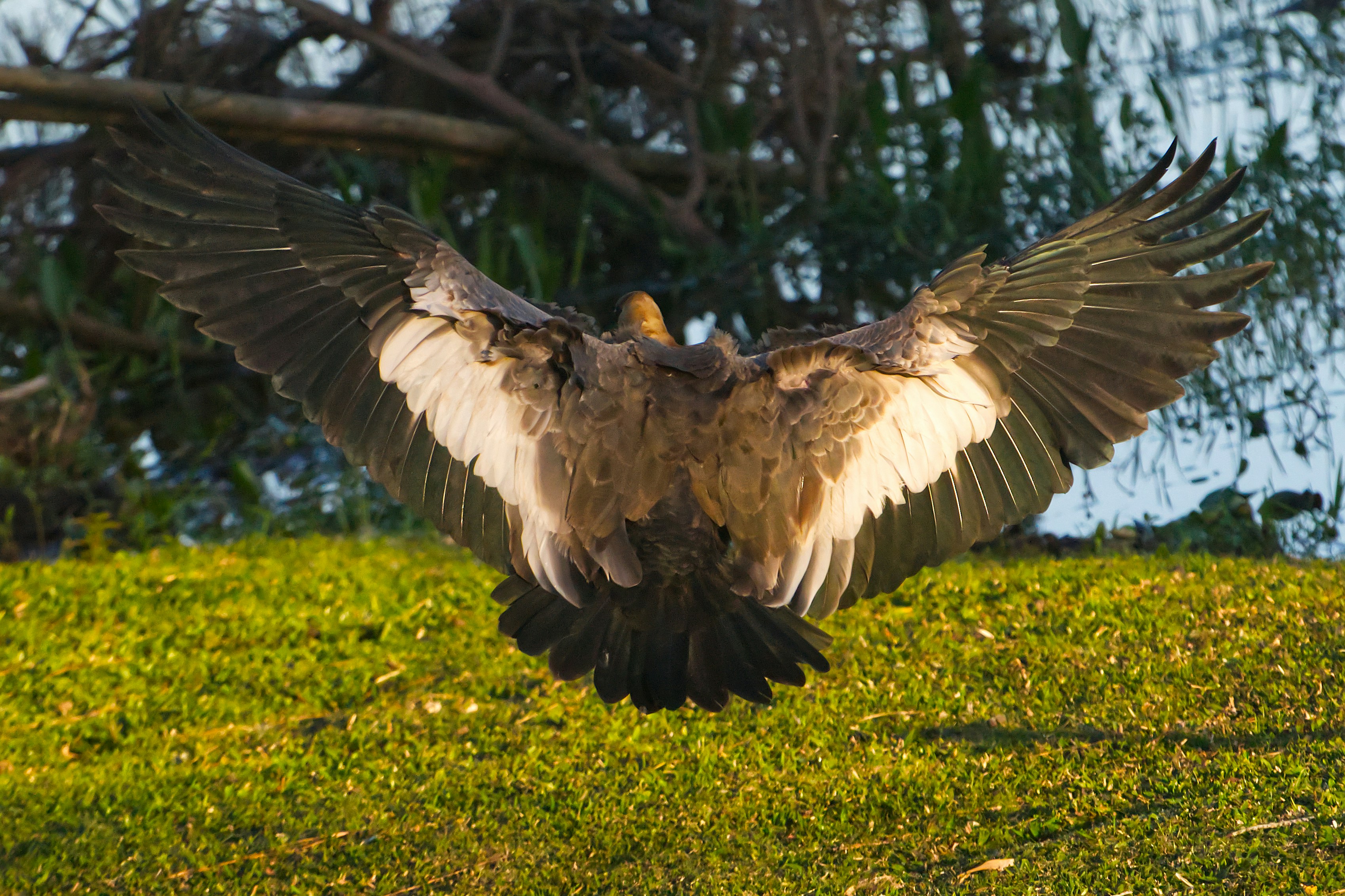 Wings of Grace: A Bird in Flight