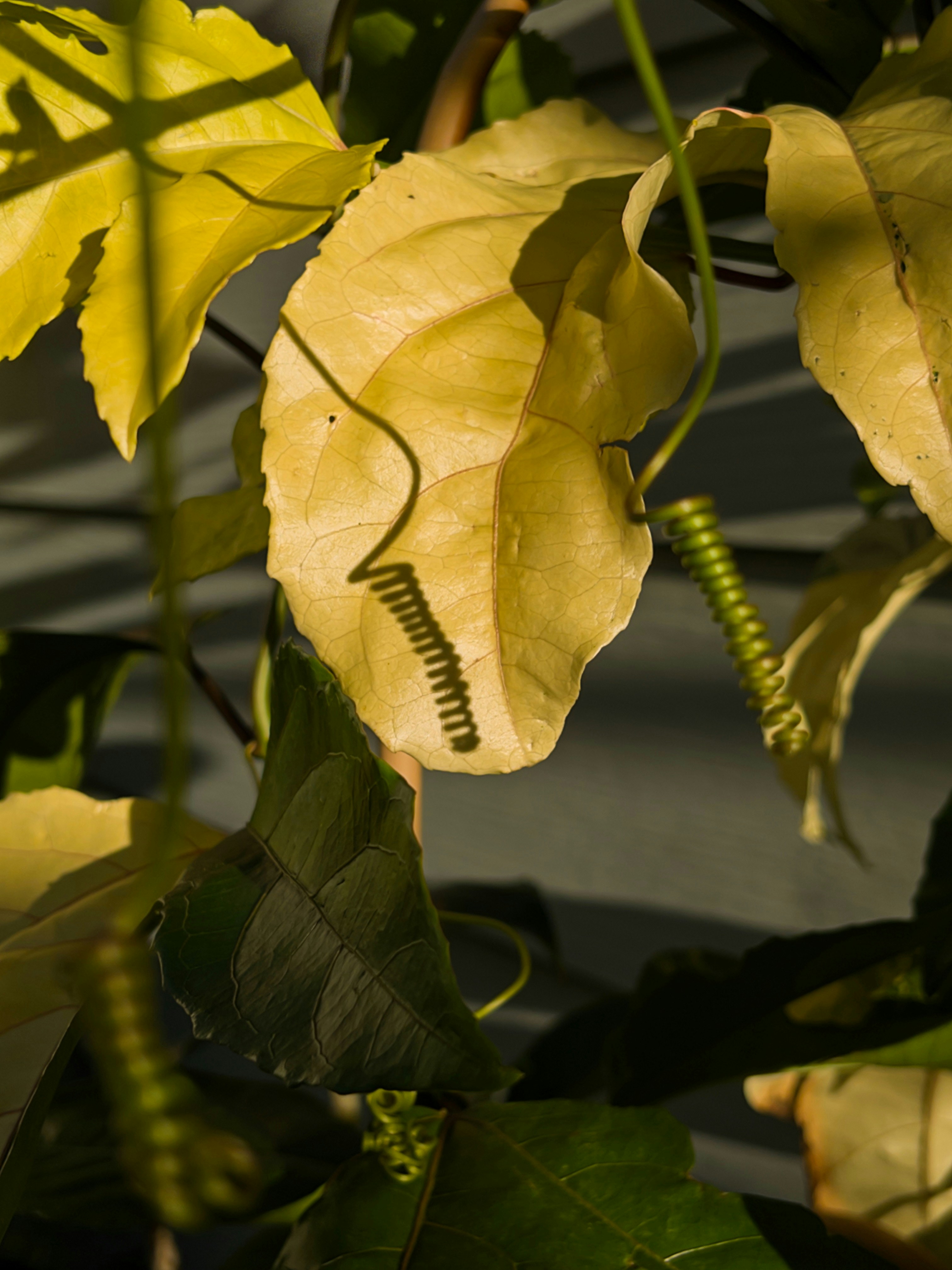 Yellow leaves with shadows and tendrils