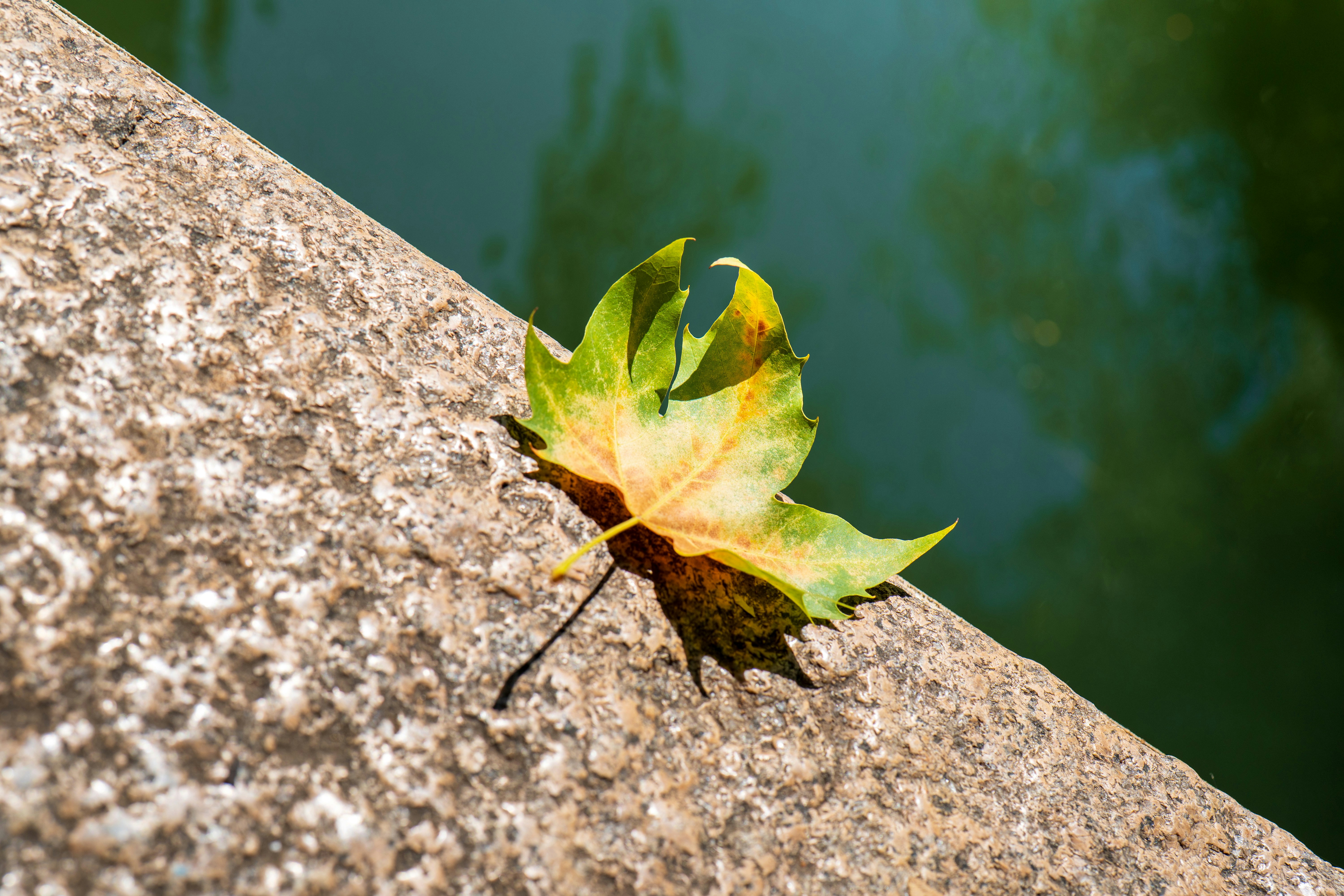Autumn's Whisper on Stone