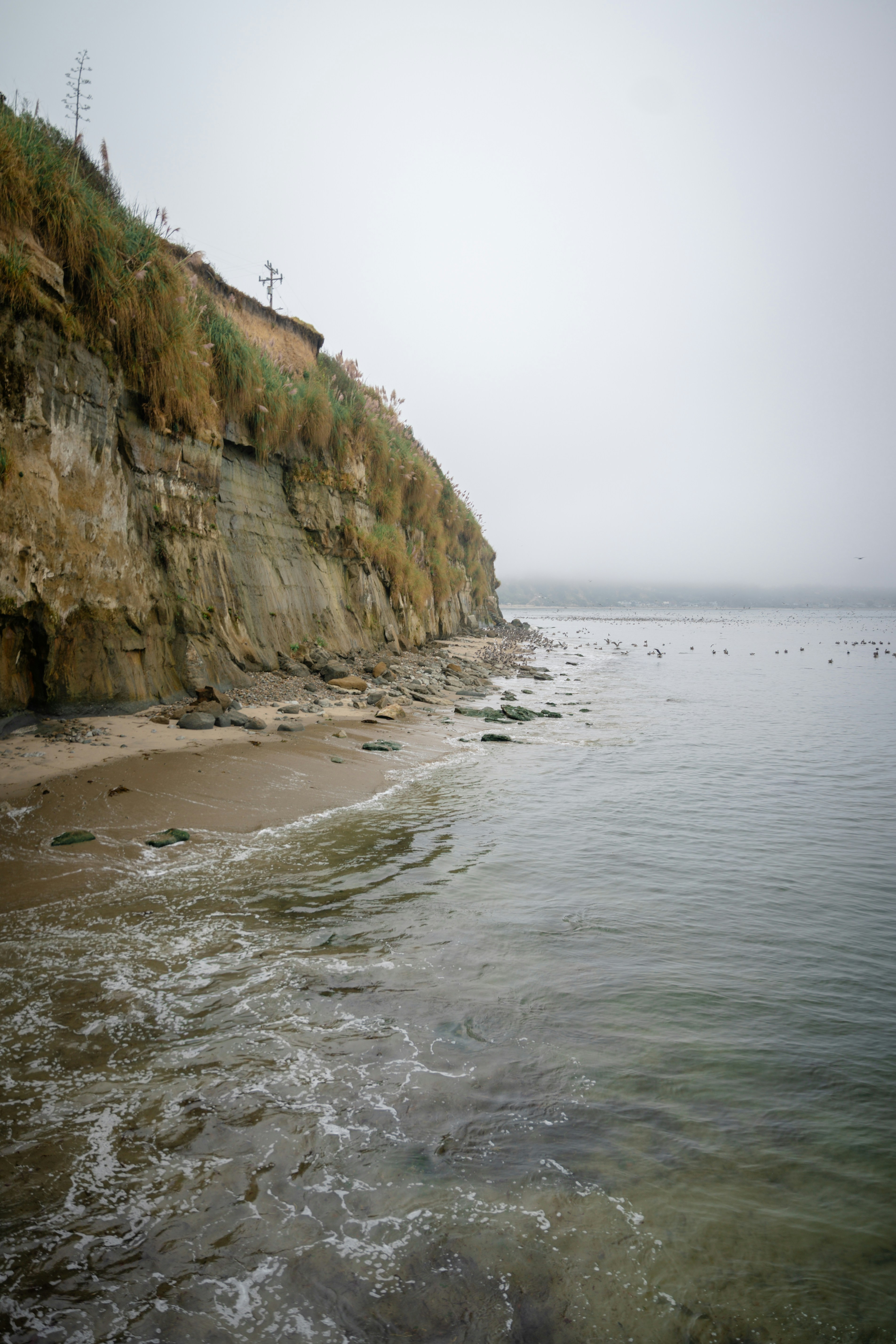 Whispers of the Shoreline: A Coastal Encounter