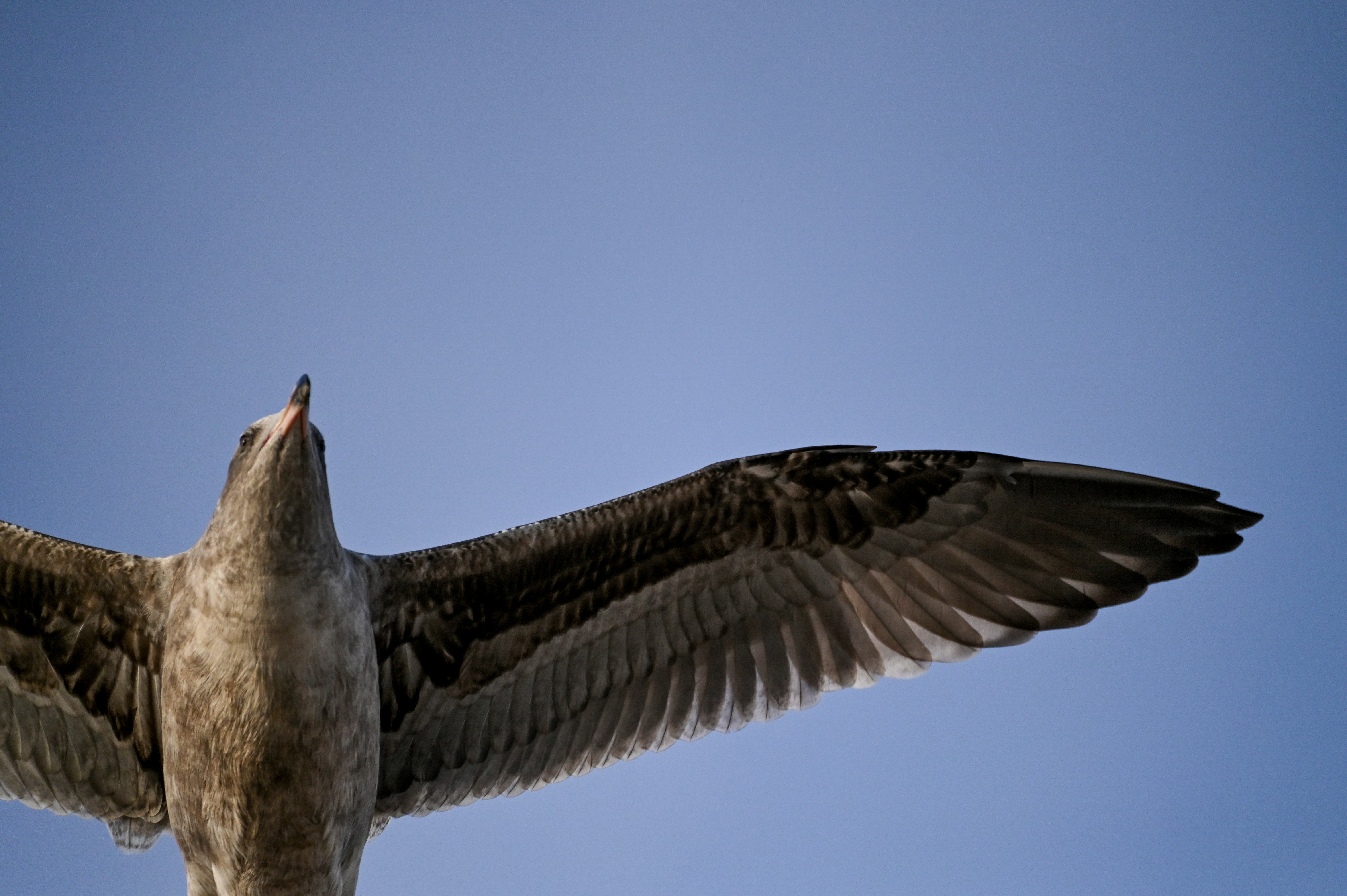Seagull with wings spread against a blue sky