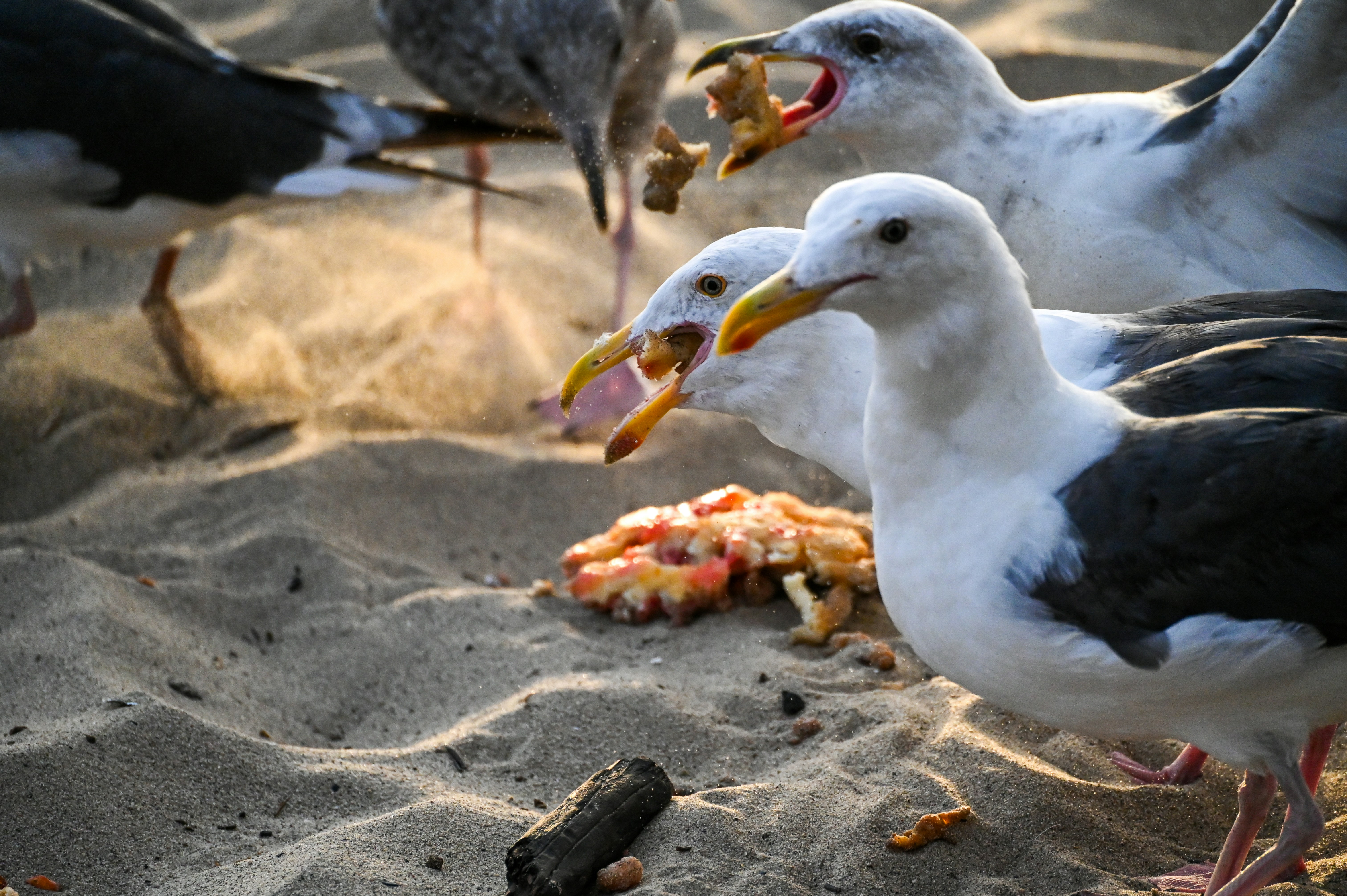 Foreshore Feast: Seagulls Rally to a Crusty Pizza Slice on the Sand