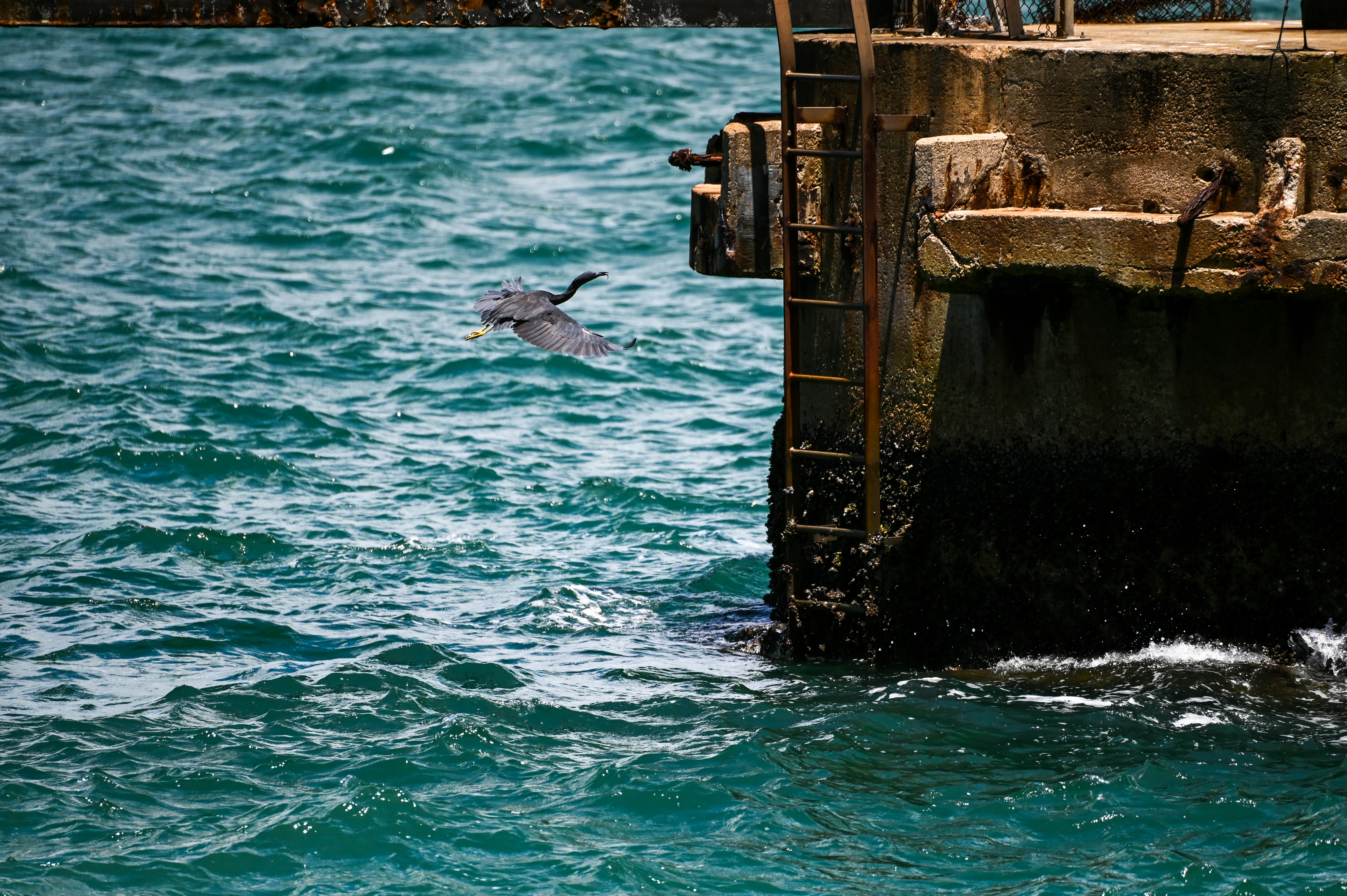 Winged Span over Turquoise Breakers by the Pier