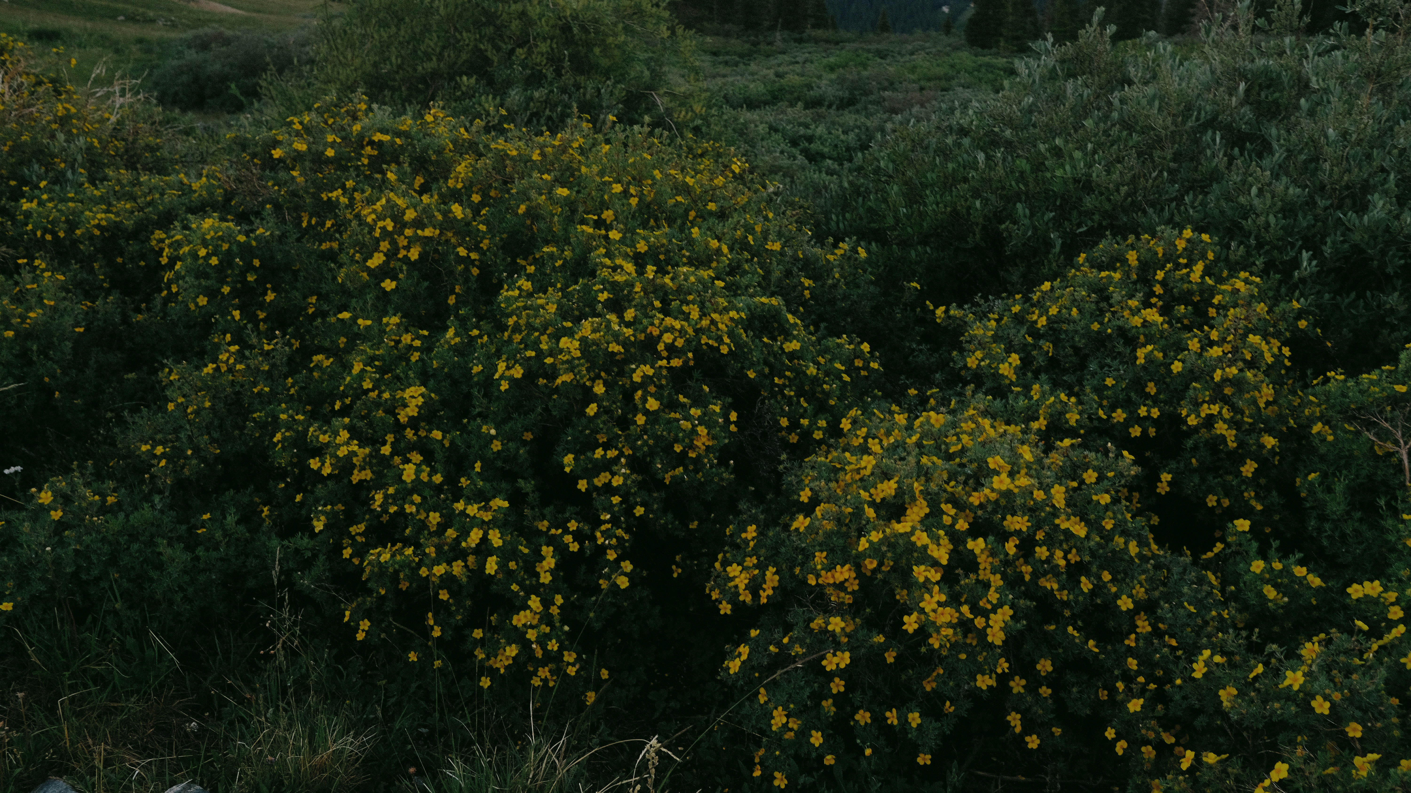 Bushes with yellow flowers and green grass.