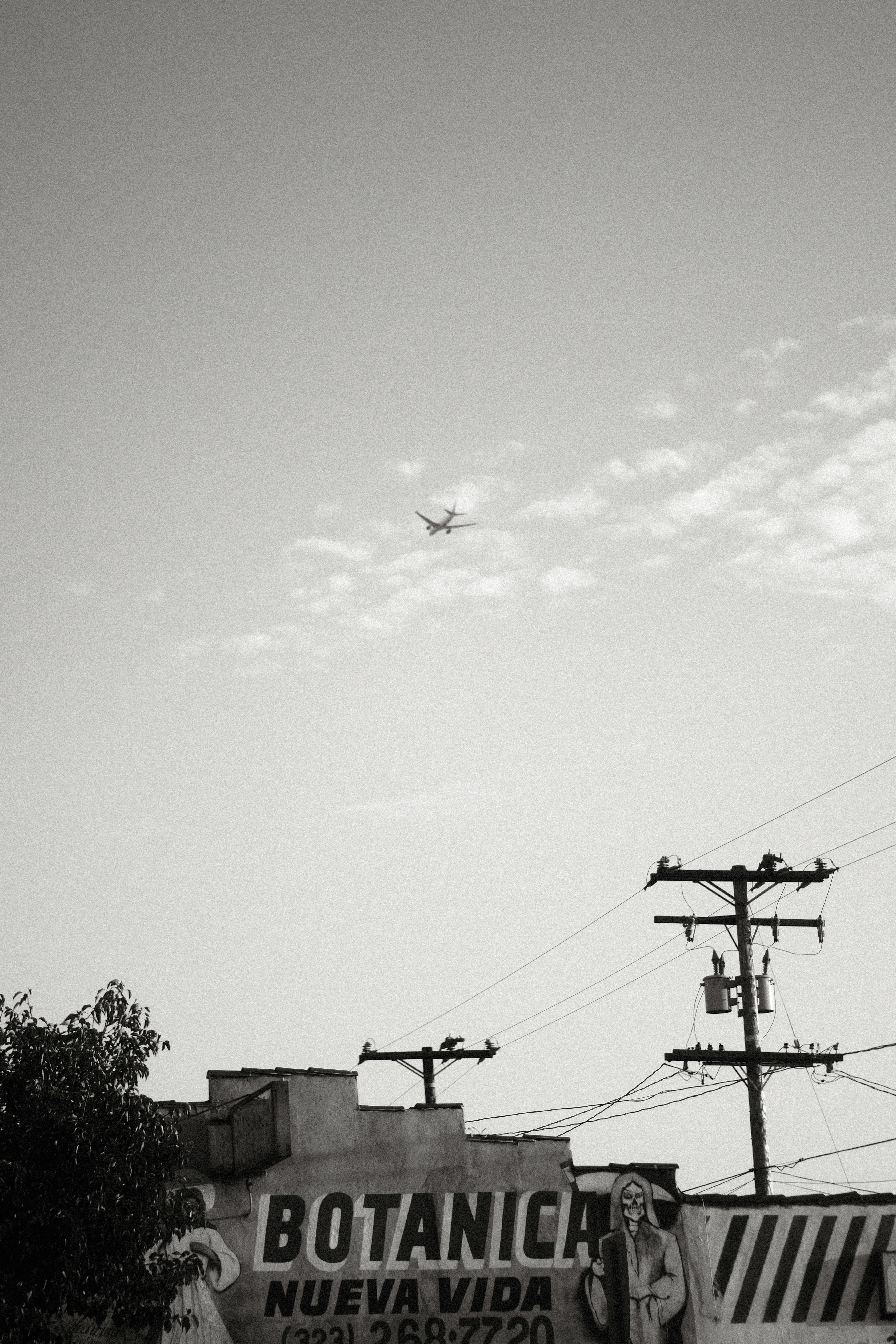Soaring Above Urban Life