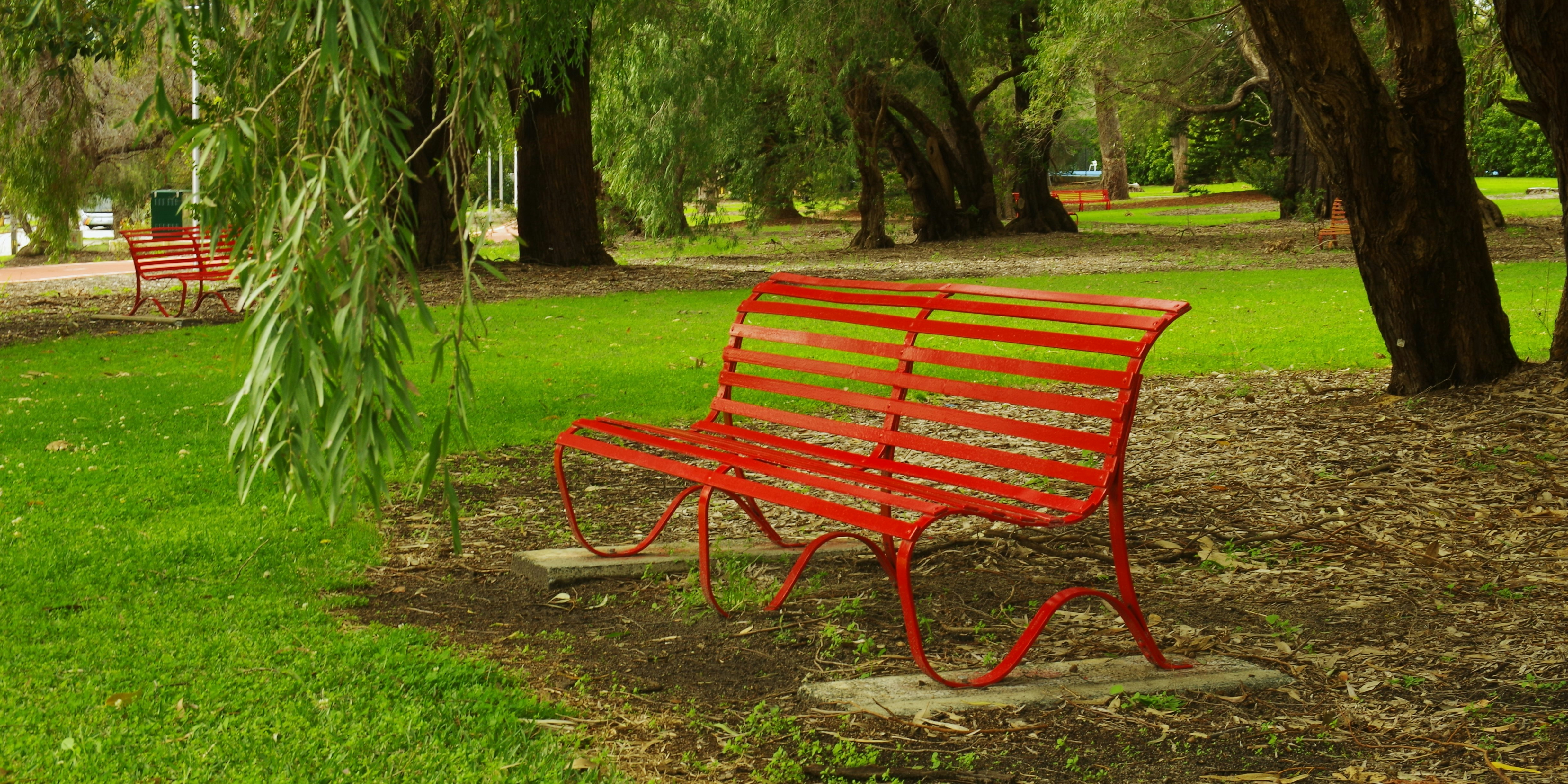 Red park benches in Kings Park Western Australia part of a campaign to promote public awareness campaign to prevent violence against women and girls. | Red park bench sits under a weeping willow tree.