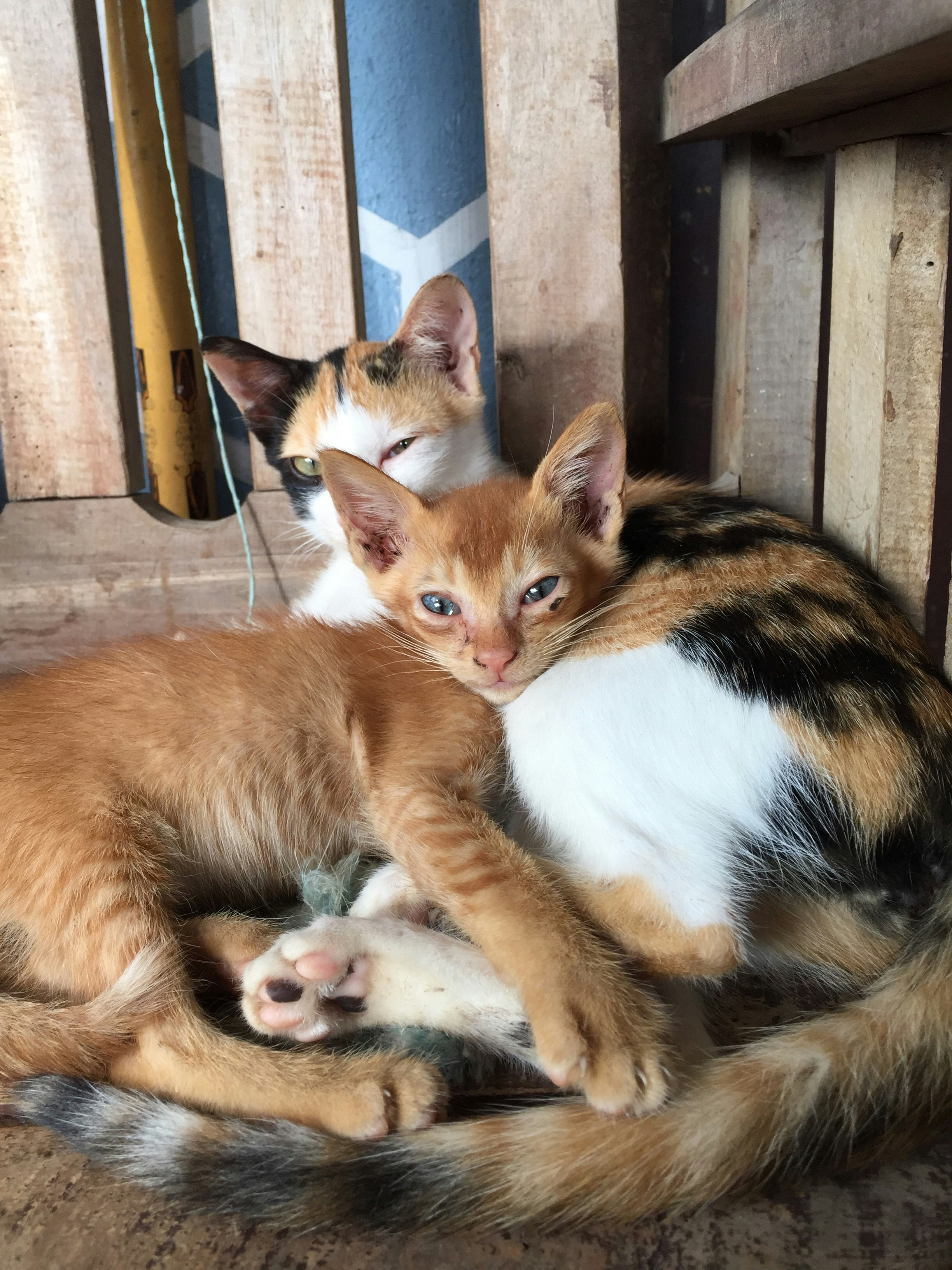 Trisha Canillas (@_tresyahbi) | Komunitas Foto Unsplash