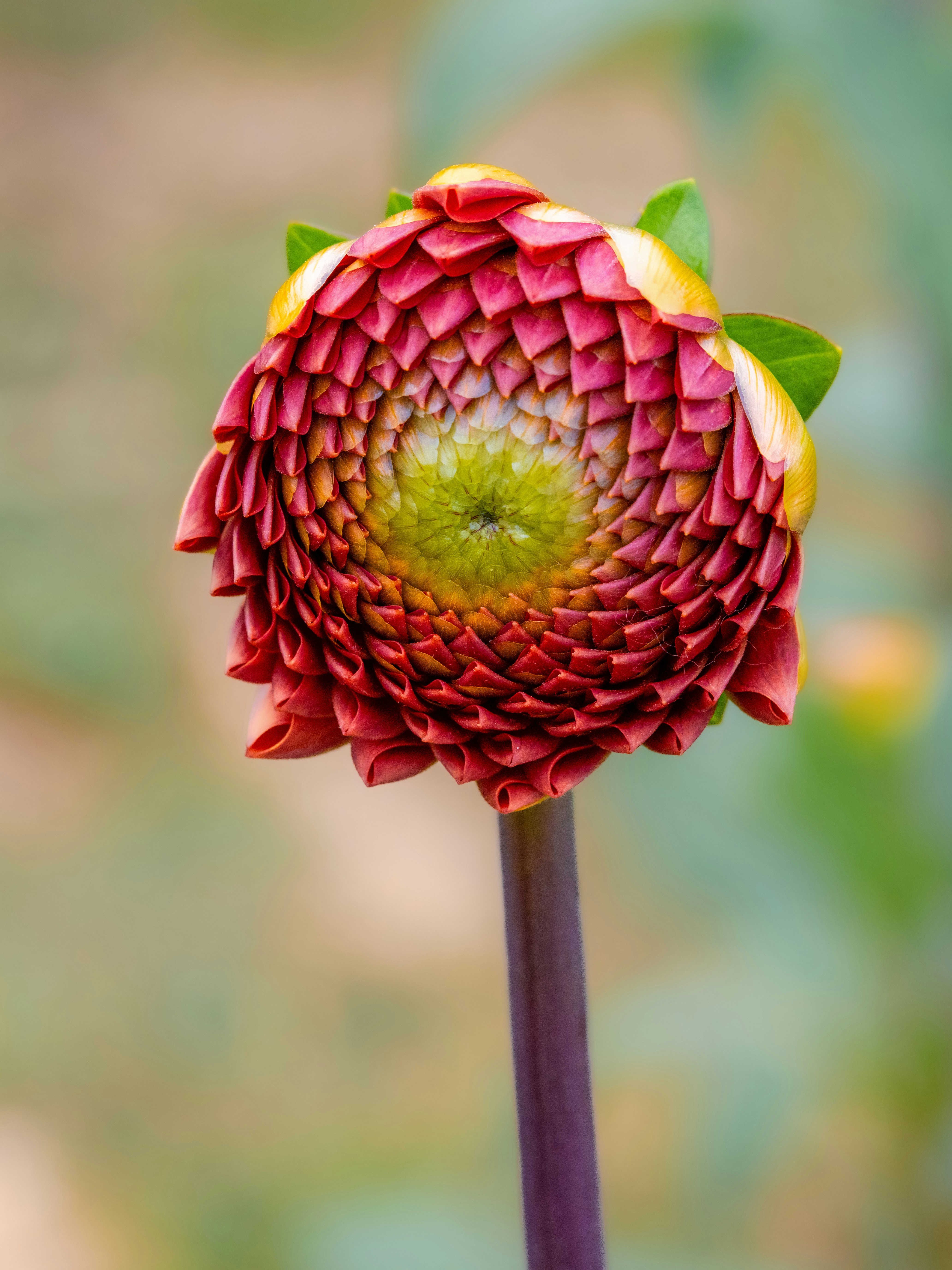 Spiral Ember Dahlia: crimson petals cradle a lime-green heart
