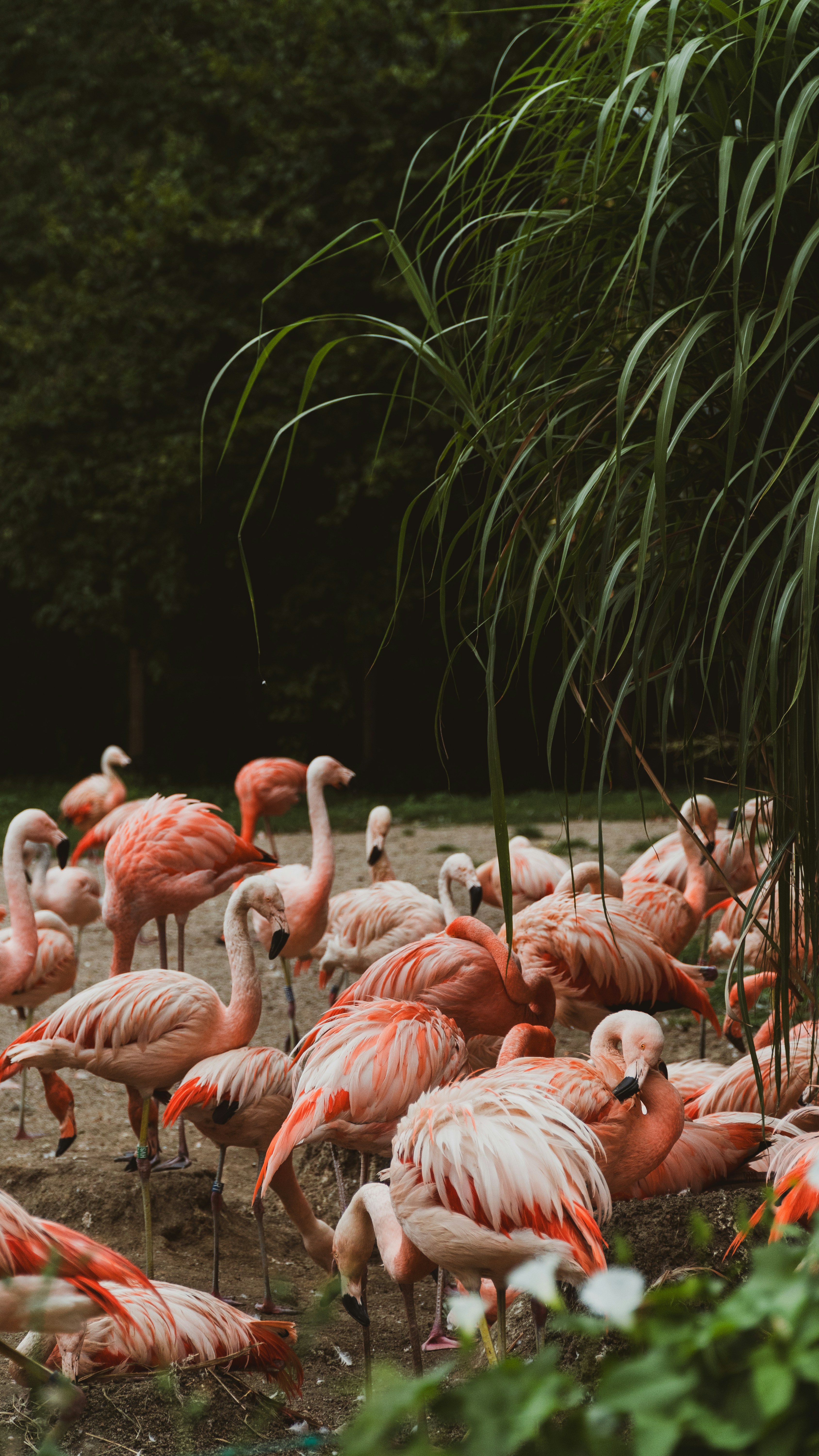 A photo of flamingos together | A flock of pink flamingos gather near tall grass.