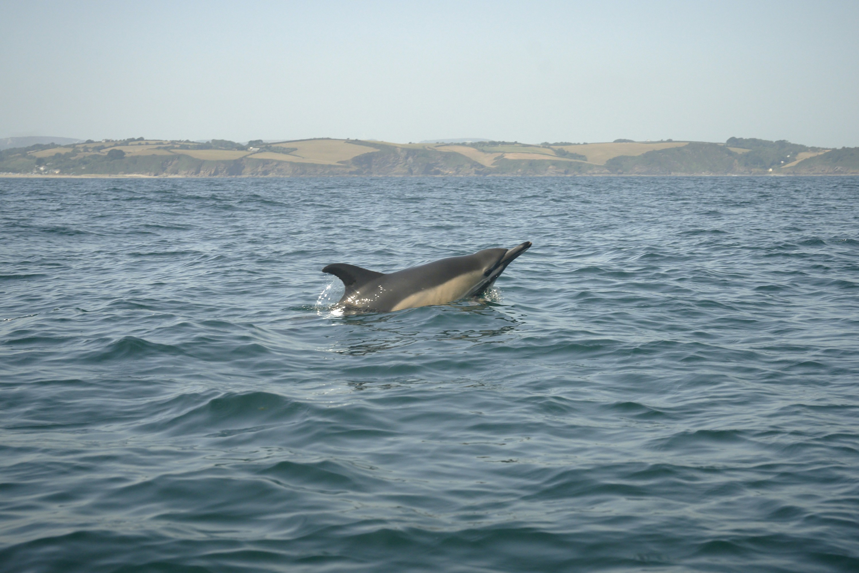 Graceful Encounter with the Ocean's Acrobat