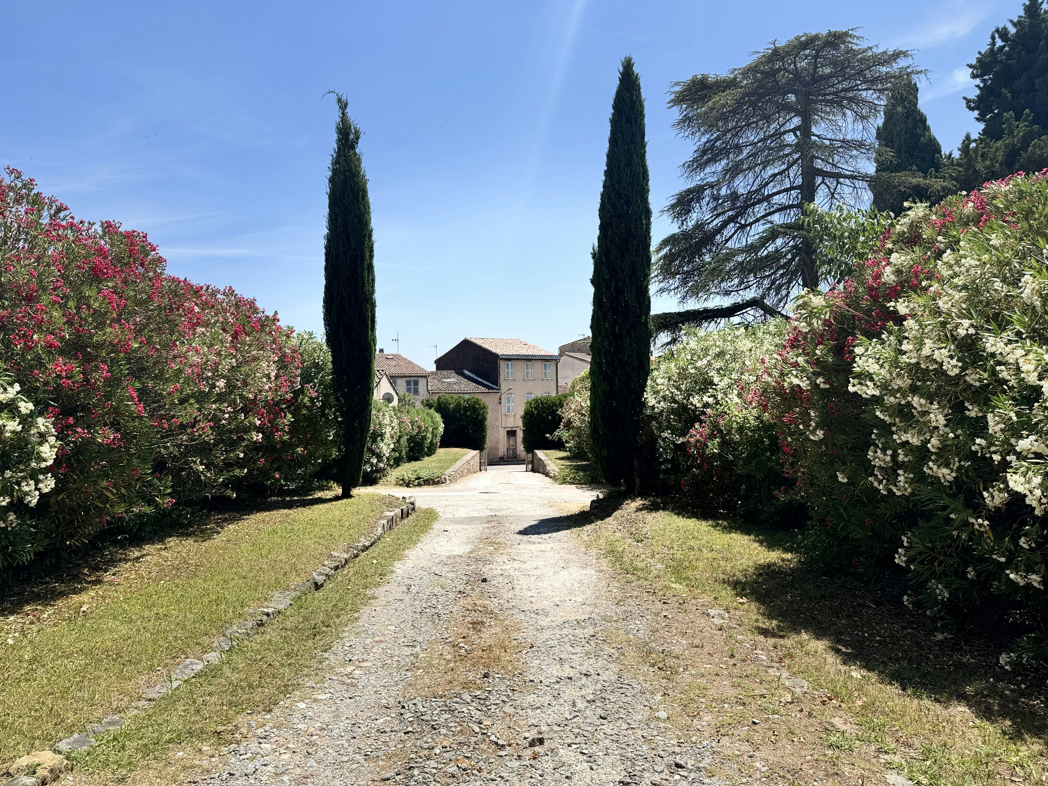 A Serene Pathway Through Floral Splendor
