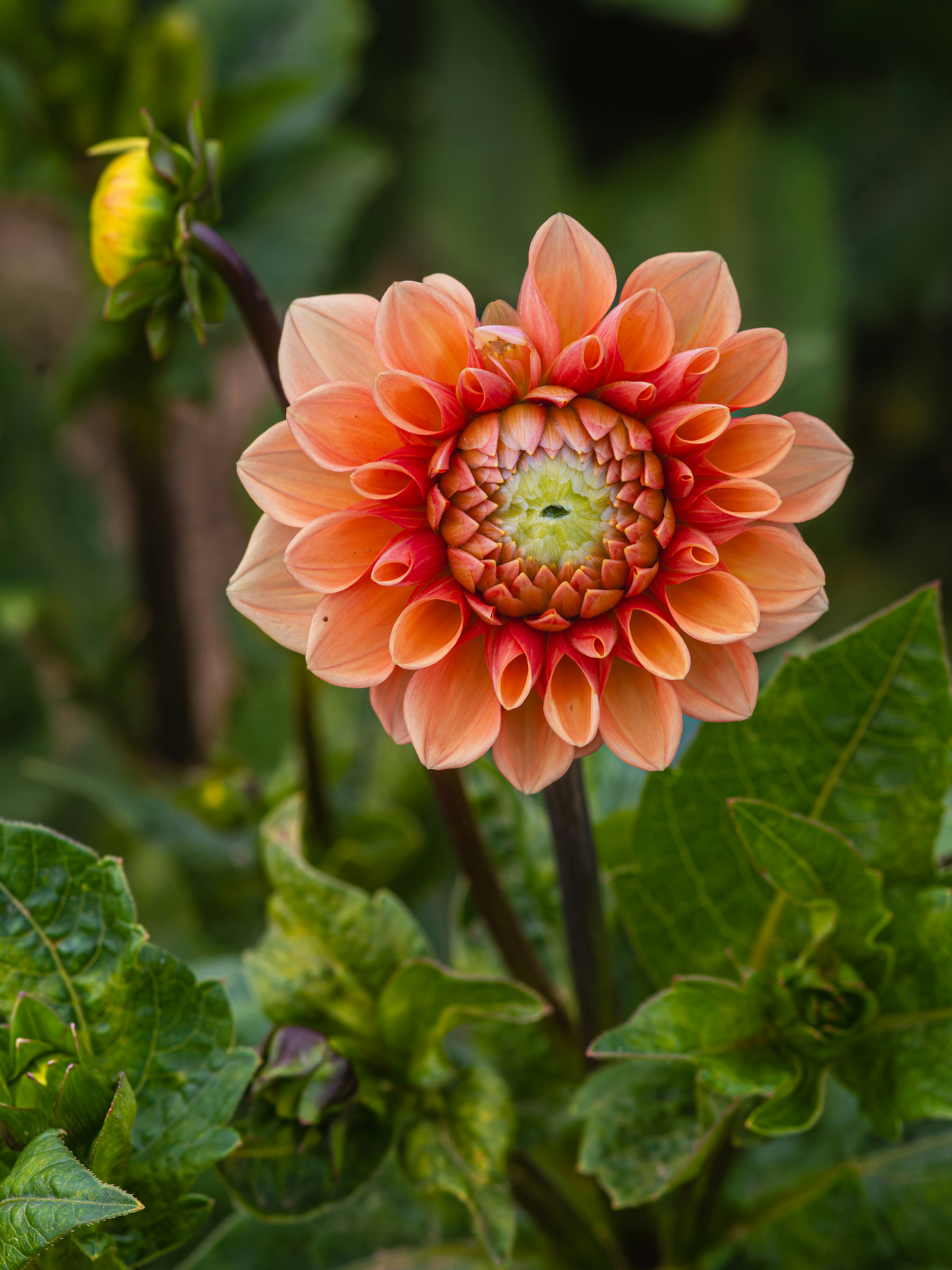 Close-Up Apricot Dahlia: A Perfect Petal Spiral