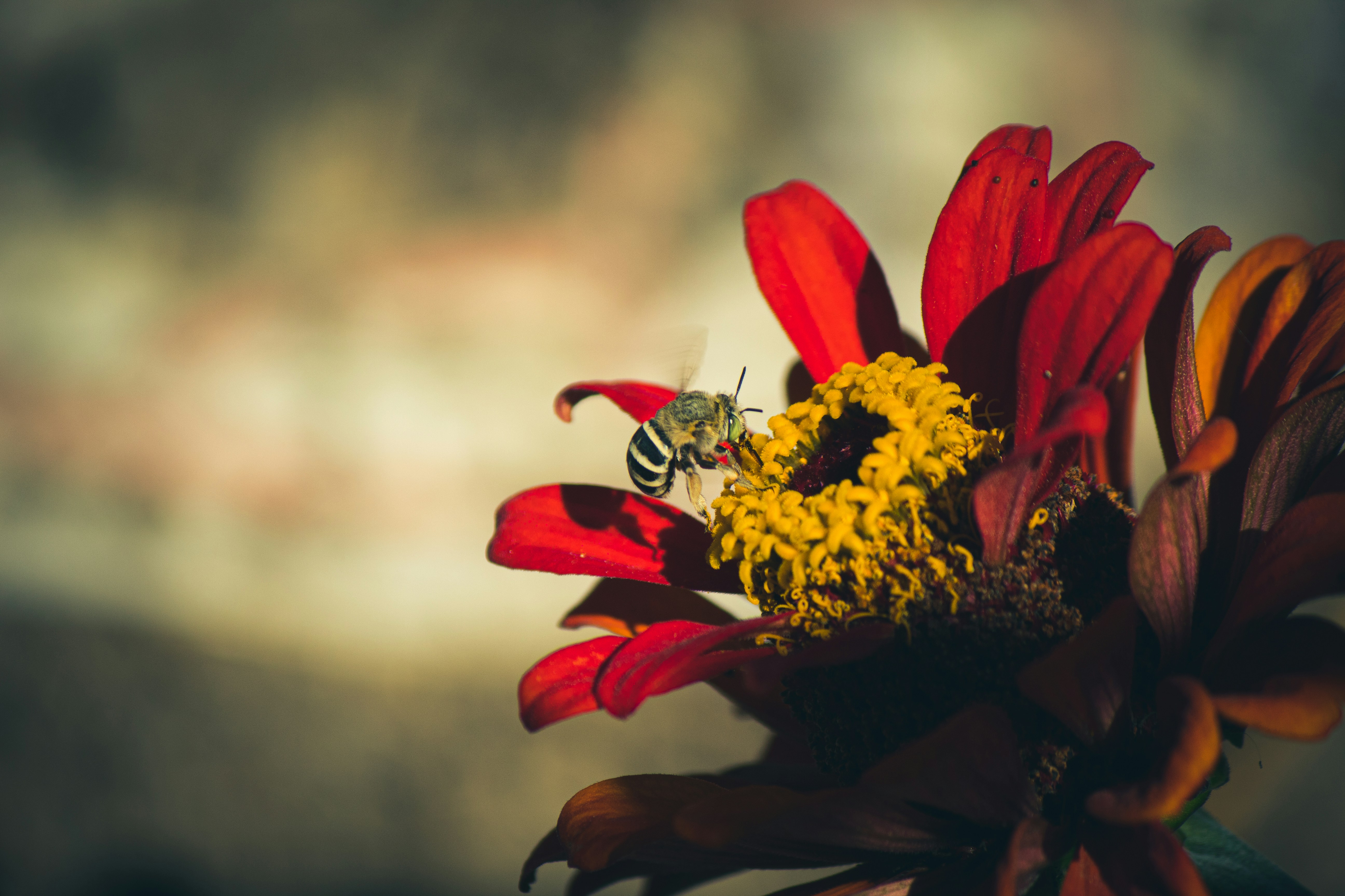 Harmony in Nature: The Pollinator's Dance