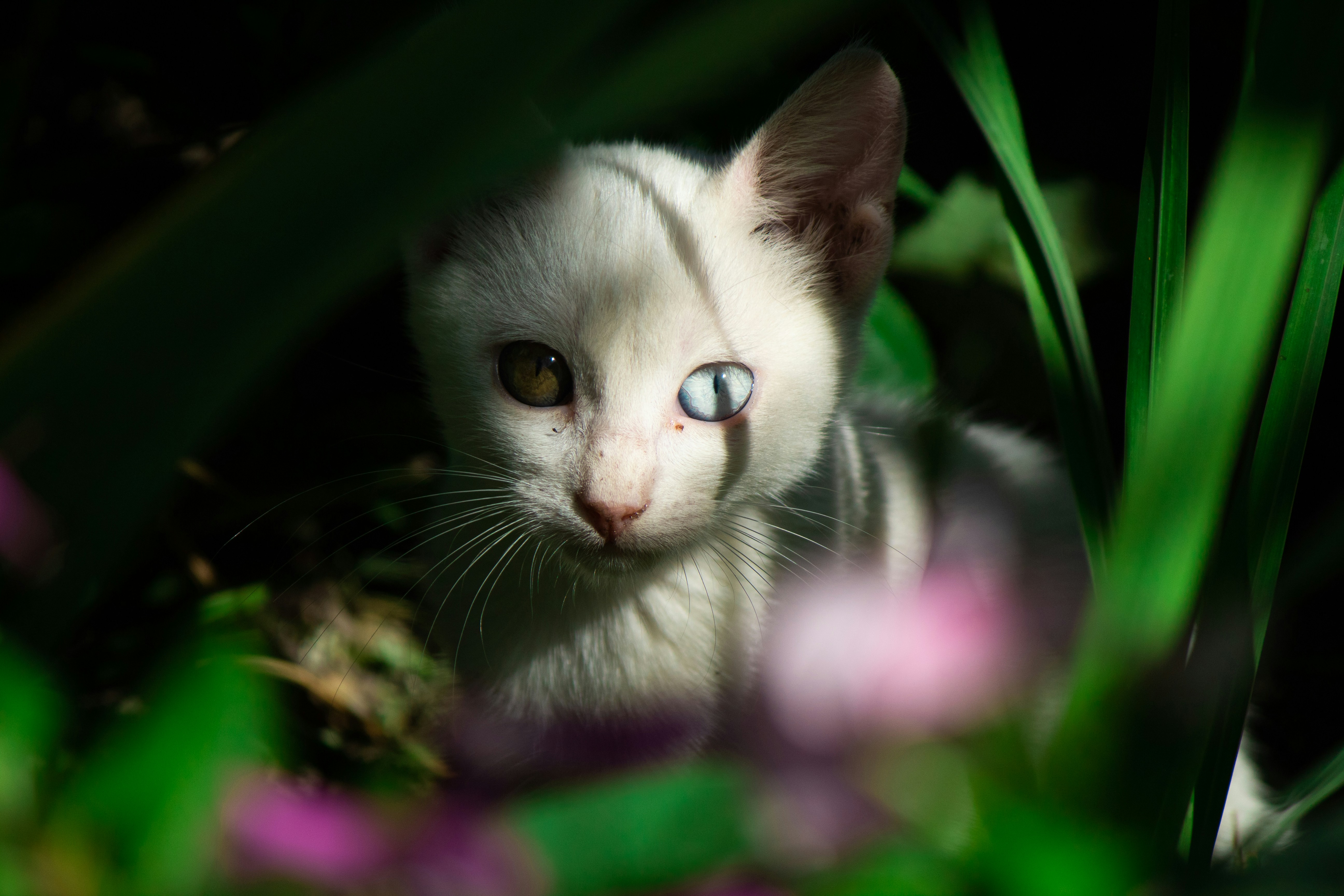 Shadowed Kitten in a Fragrant Foliage Lull