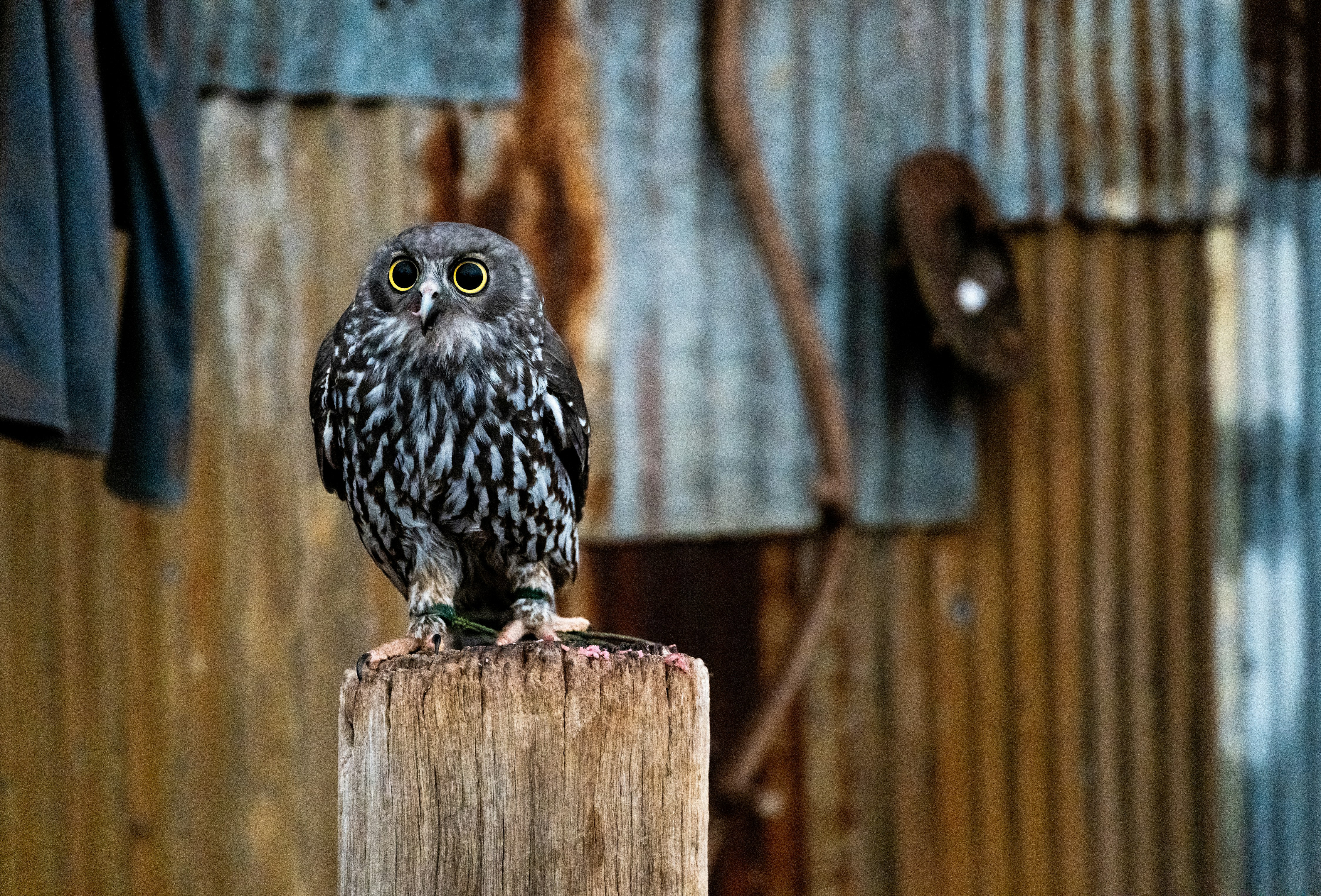 A small owl perched on a wooden post, surrounded by a backdrop of weathered metal and rustic decor. Its large, expressive eyes survey the scene intently.