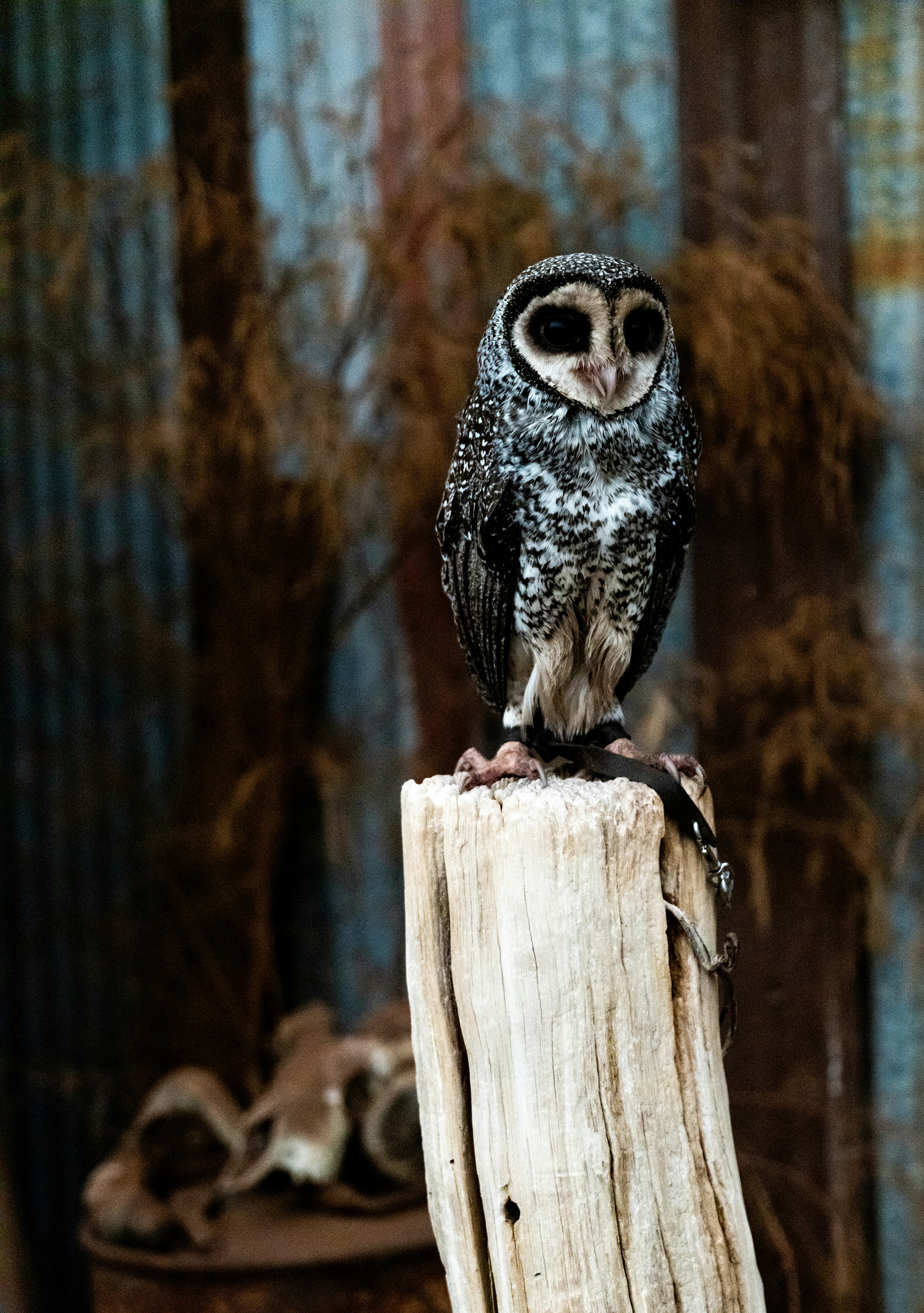 Close-up portraits of owls perched on wooden posts in front of rustic corrugated metal walls. These striking bird images capture the intensity of the owl’s gaze and the textured, weathered backdrop. Perfect for themes of wildlife, raptors, nature, and rustic heritage. | A masked owl sits perched on a wooden post.