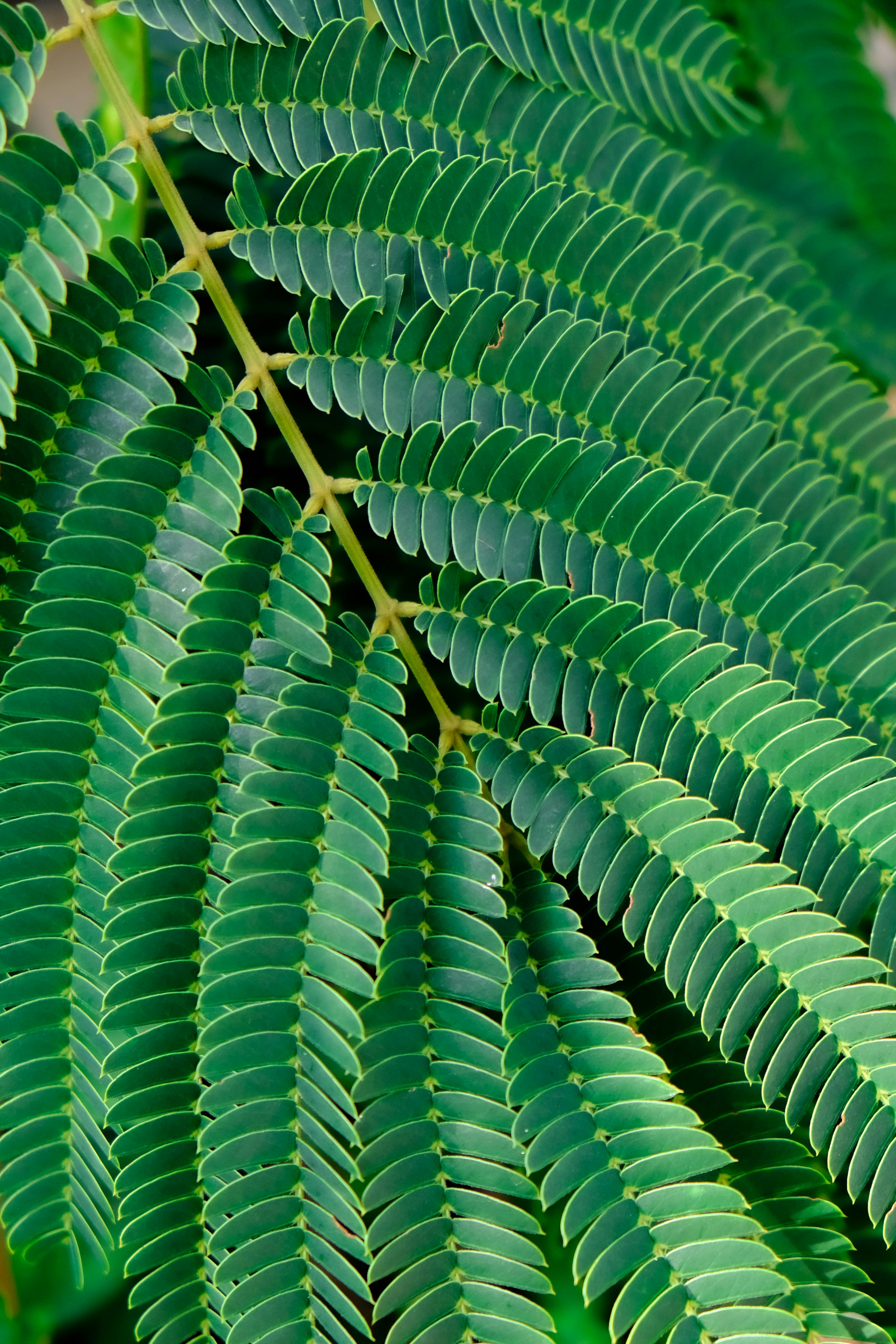 Intricate Patterns of Nature's Greenery