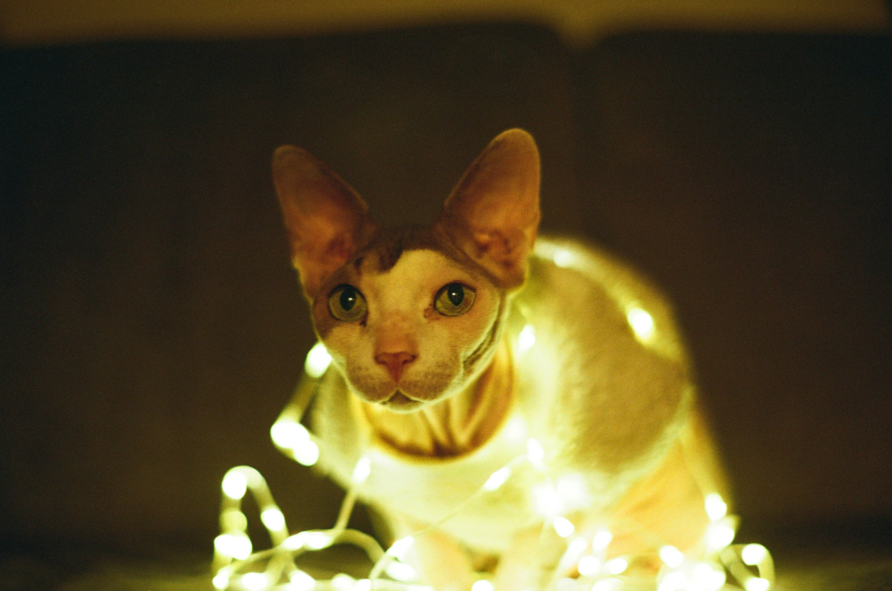 A sphynx cat is wrapped in glowing string lights. photo – Free Cat ...