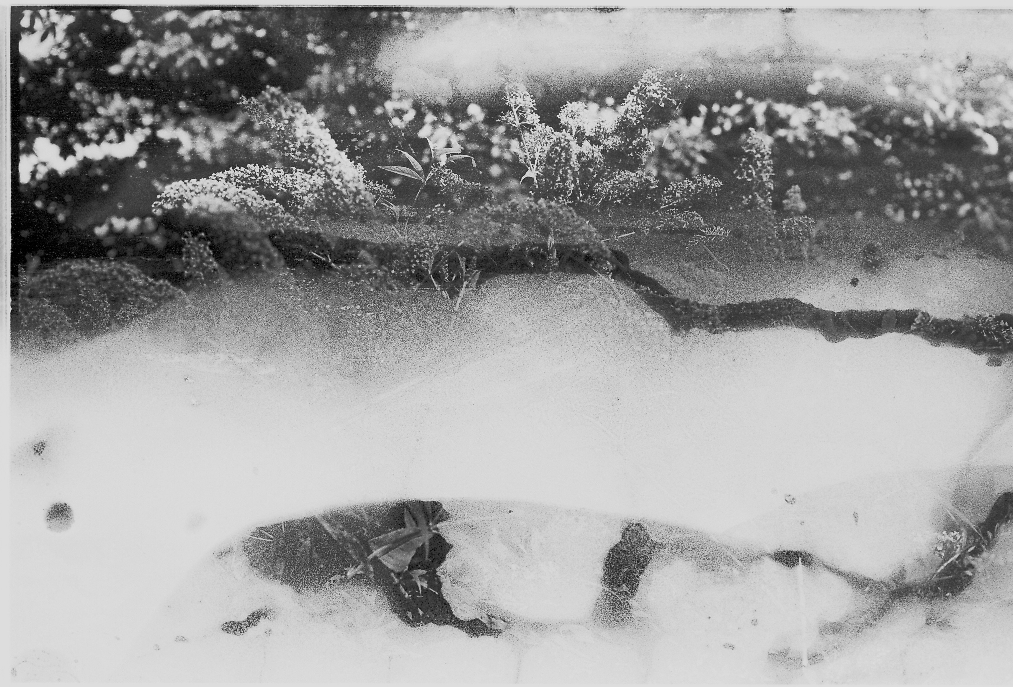 Abstract black and white textured background with organic shapes