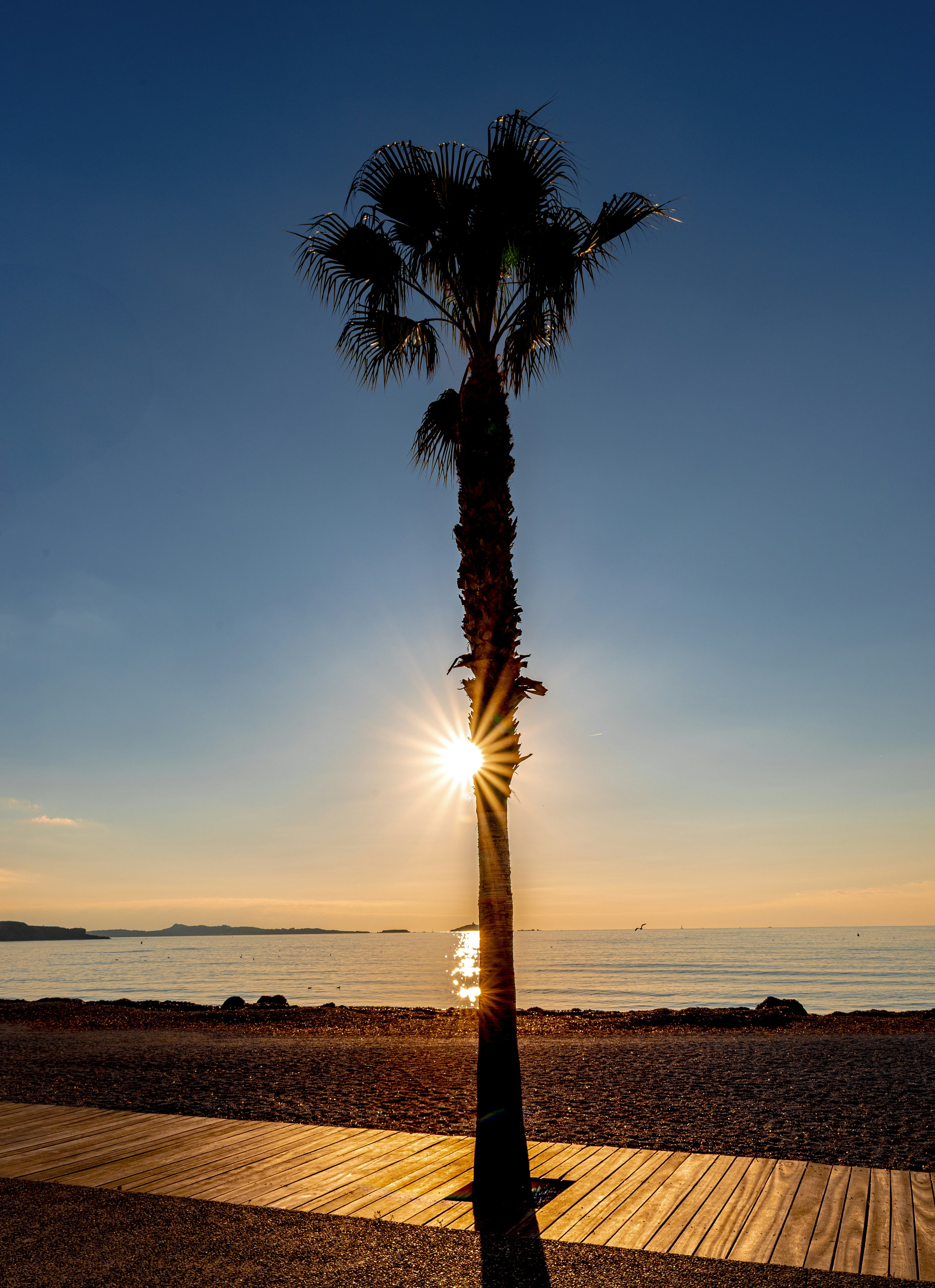 Sunlit Silhouette: A Palm's Embrace