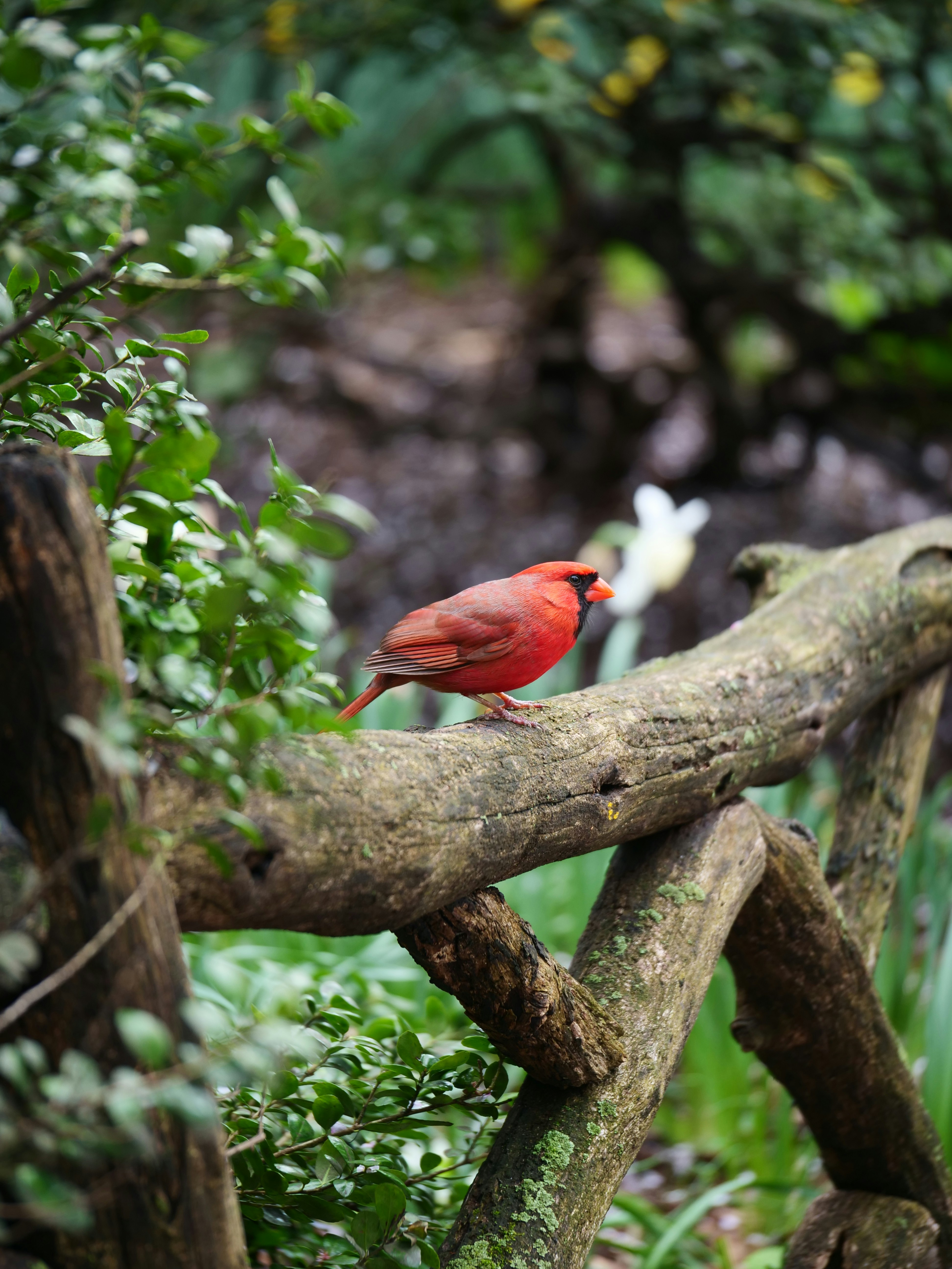 Crimson Sentinel Amongst the Greenery